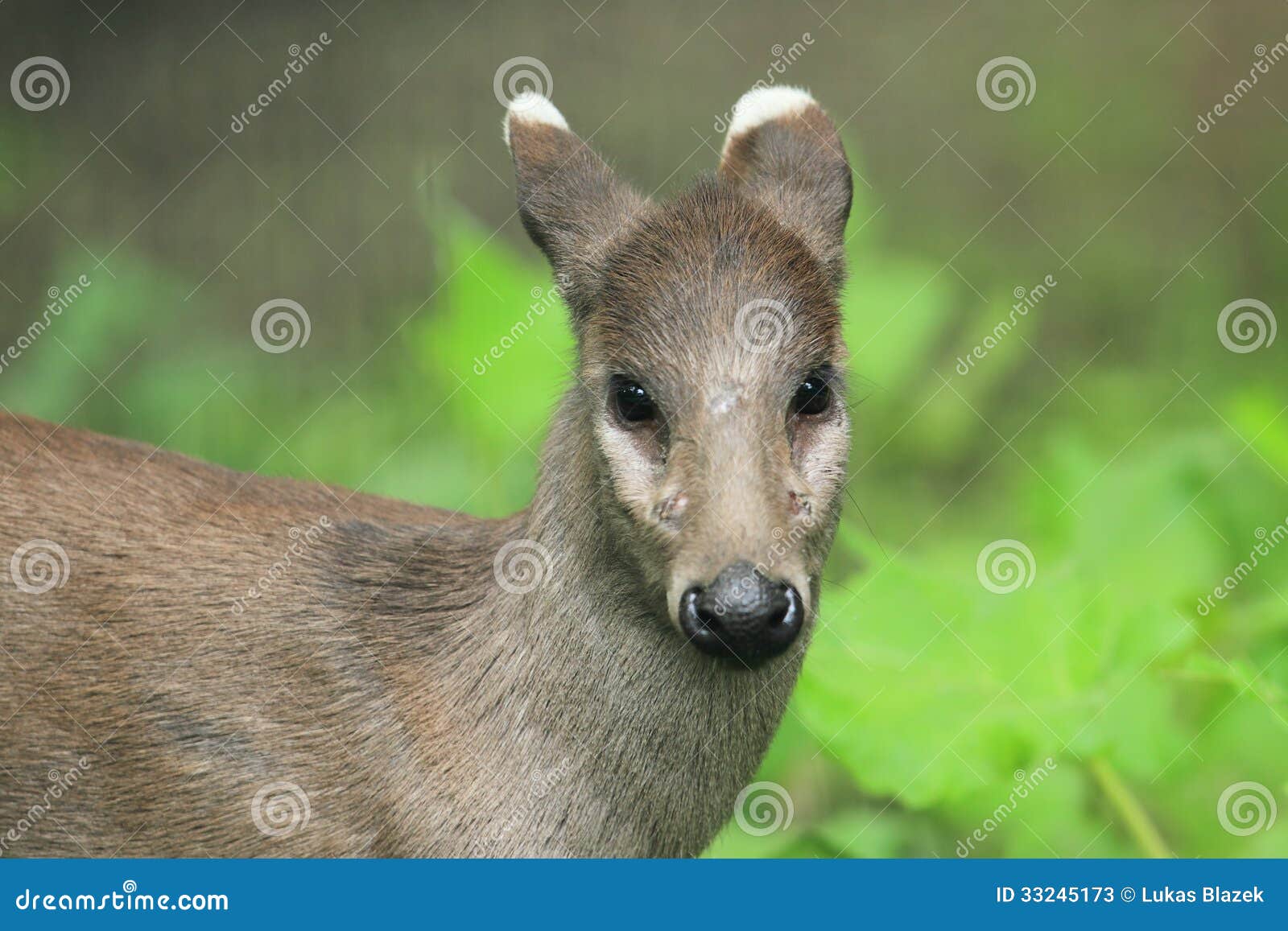 Tufted Deer Male