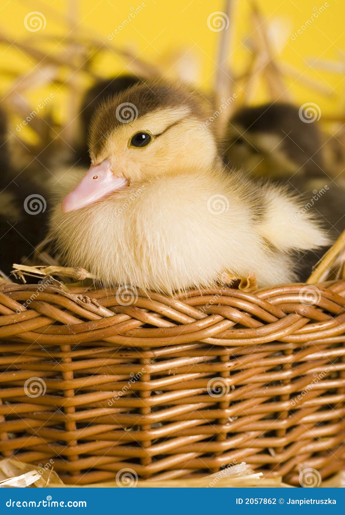 Easter stock photo. Image of birds, feet, holiday, april - 2057862