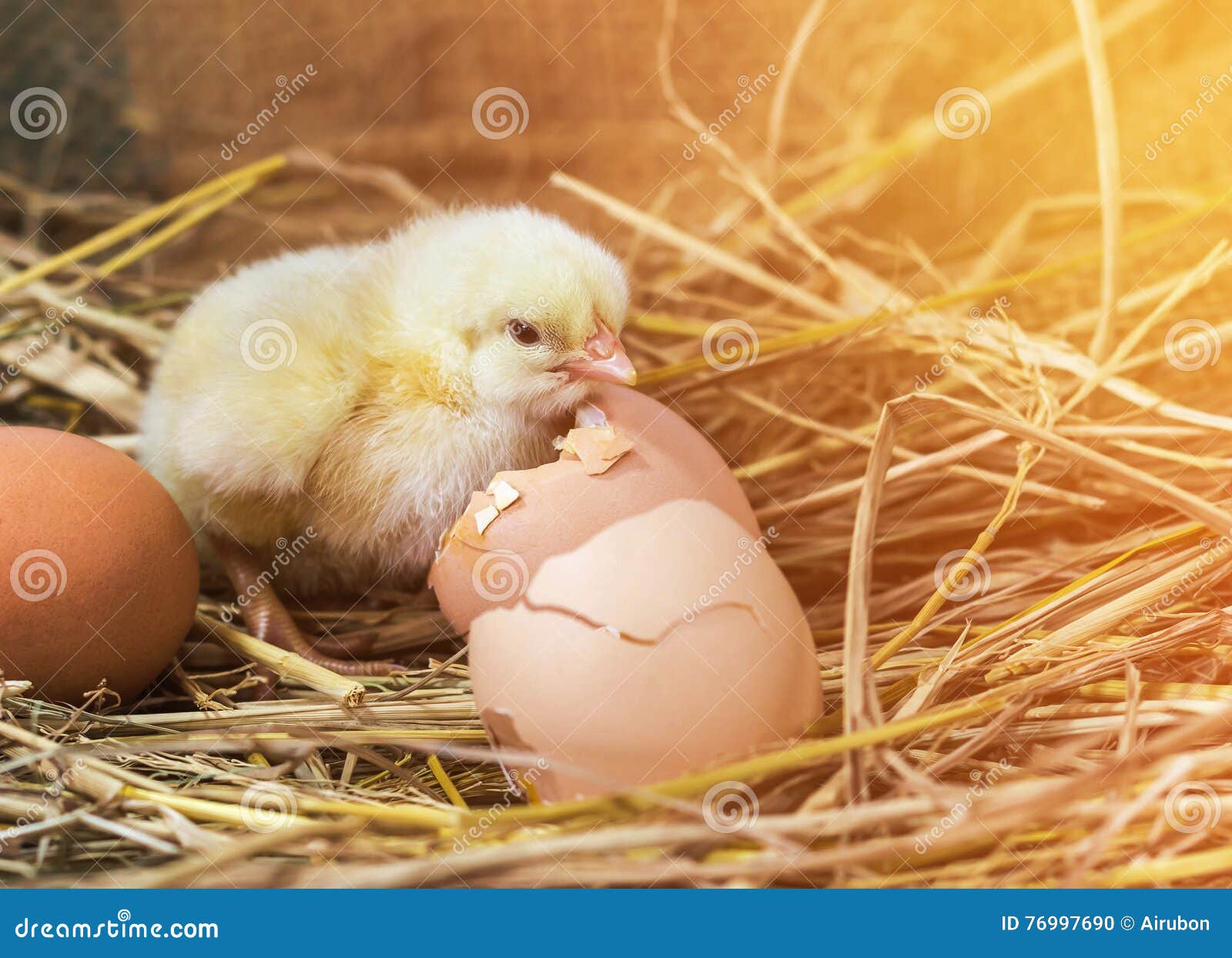 Easter Baby Chicken with Broken Eggshell in the Straw Nest Stock Photo ...