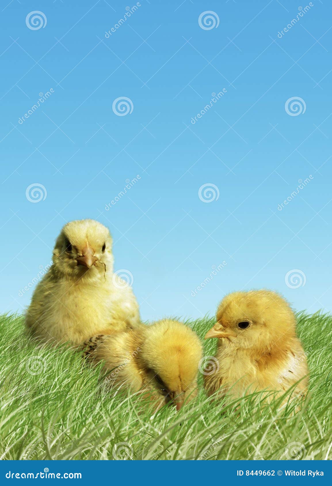 545 Three Baby Chickens Stock Photos - Free & Royalty-Free Stock Photos ...