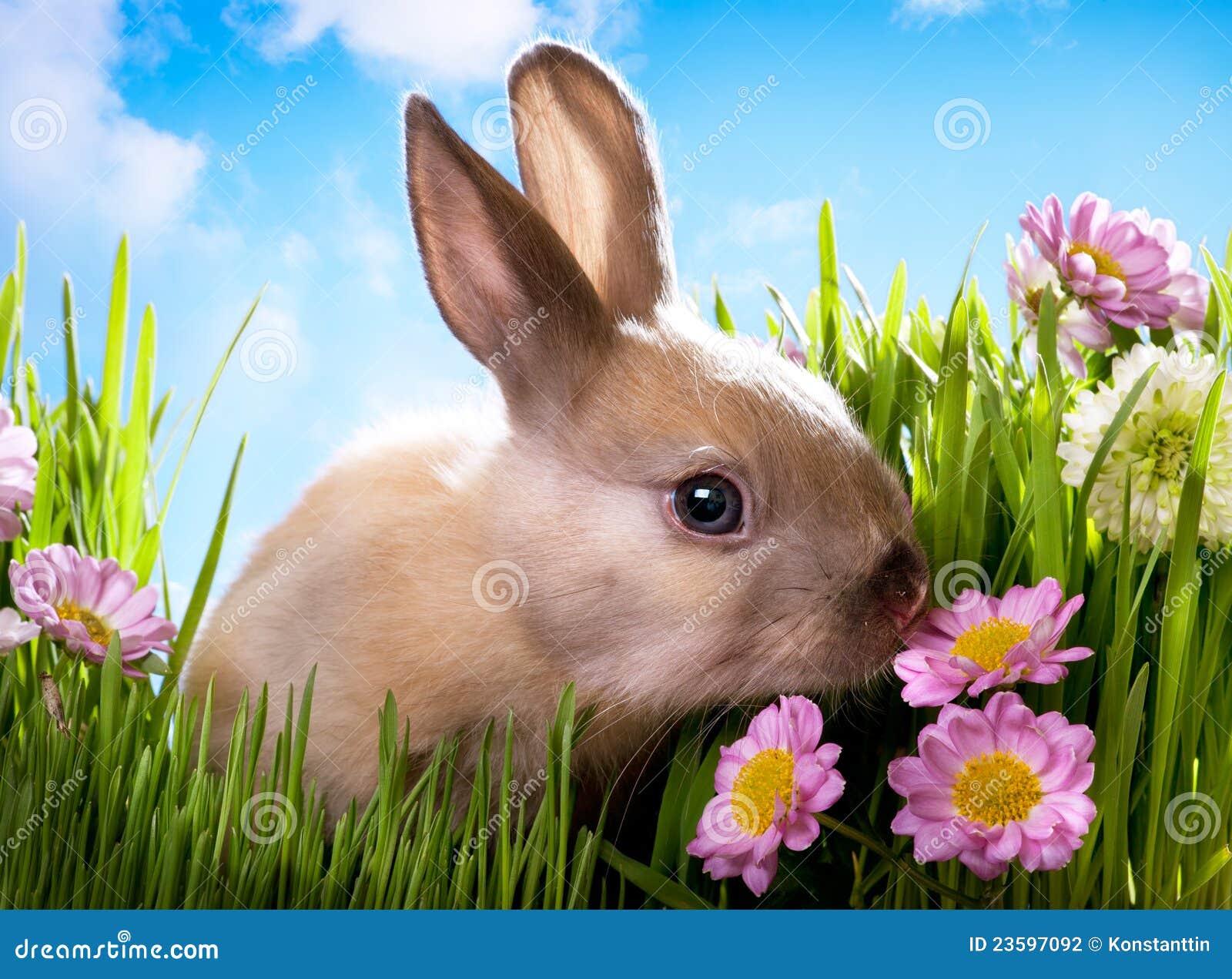 Easter Baby Rabbit on Green Grass Stock Photo - Image of beautiful ...