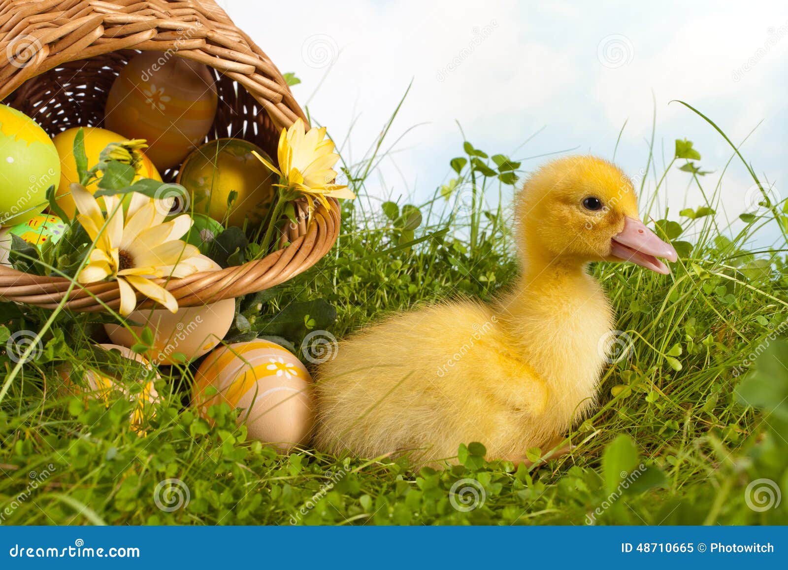 Easter Basket with Duckling Stock Image - Image of flowers, newborn ...
