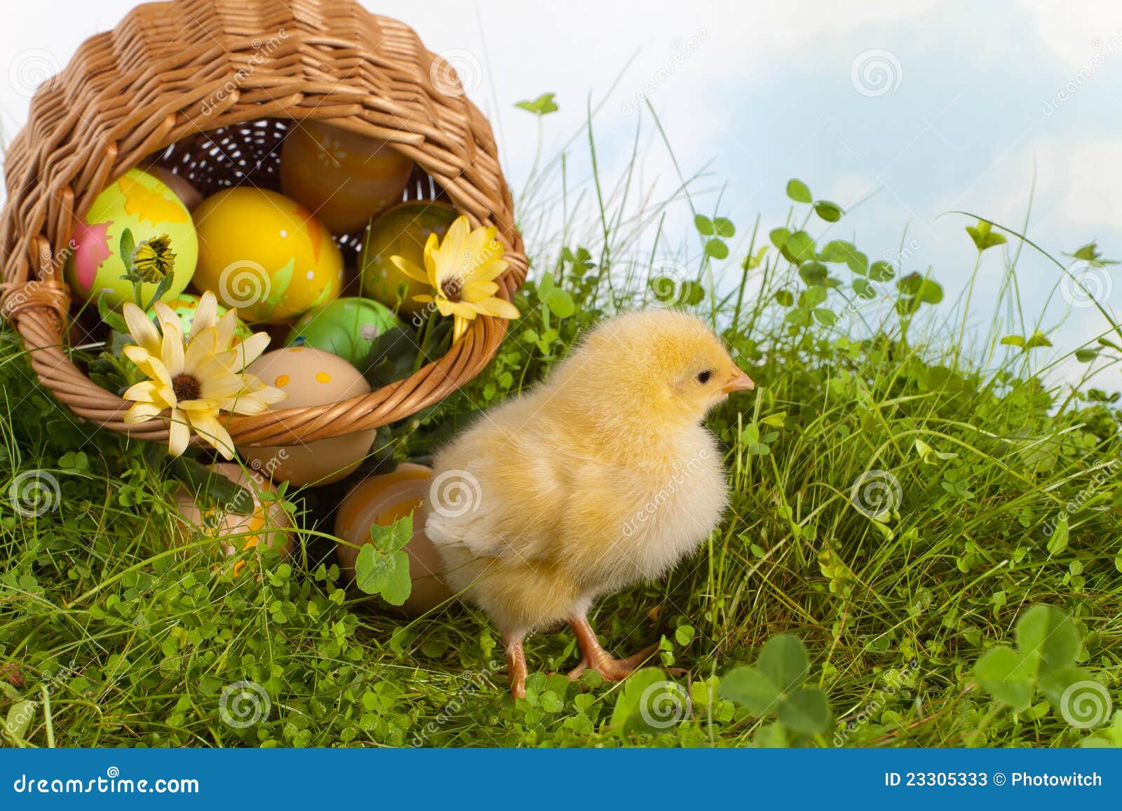 Easter Basket with Yellow Chick Stock Image - Image of chicken, spring ...