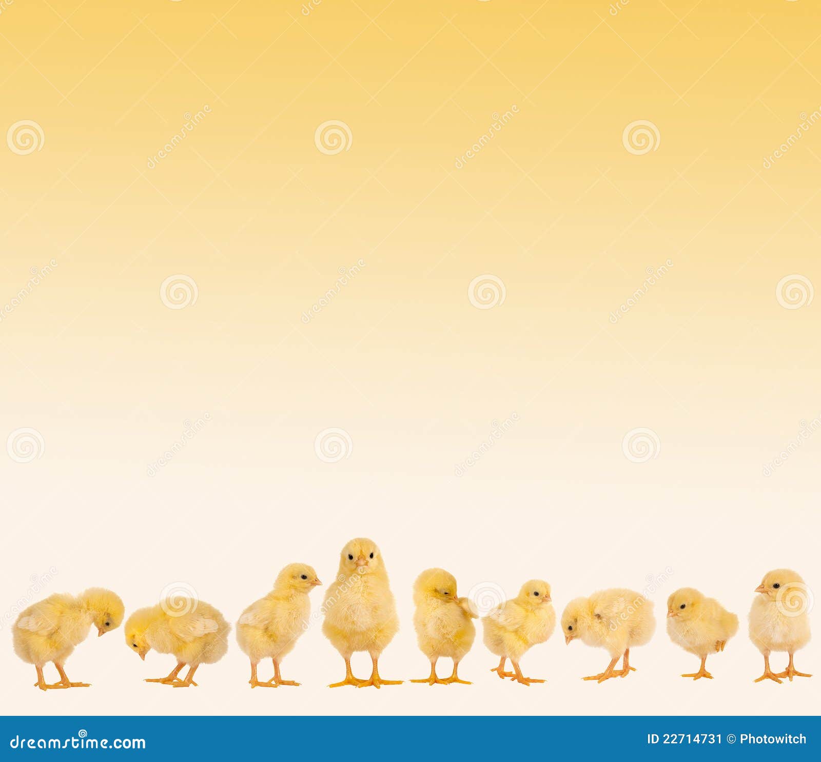 Easter border with chicks stock image. Image of border - 22714731