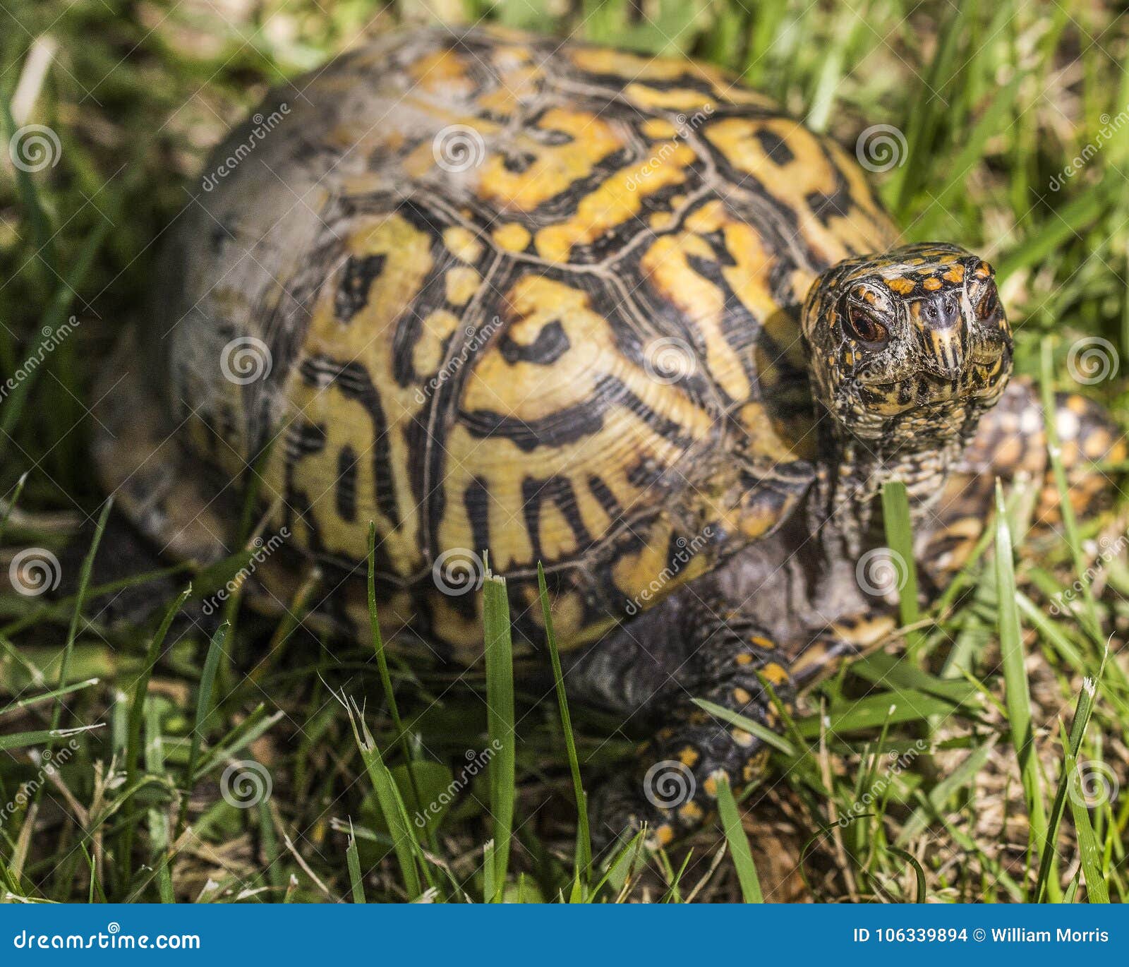 Easter Box Turtle Looking at Me. Stock Photo - Image of reptile, slow ...