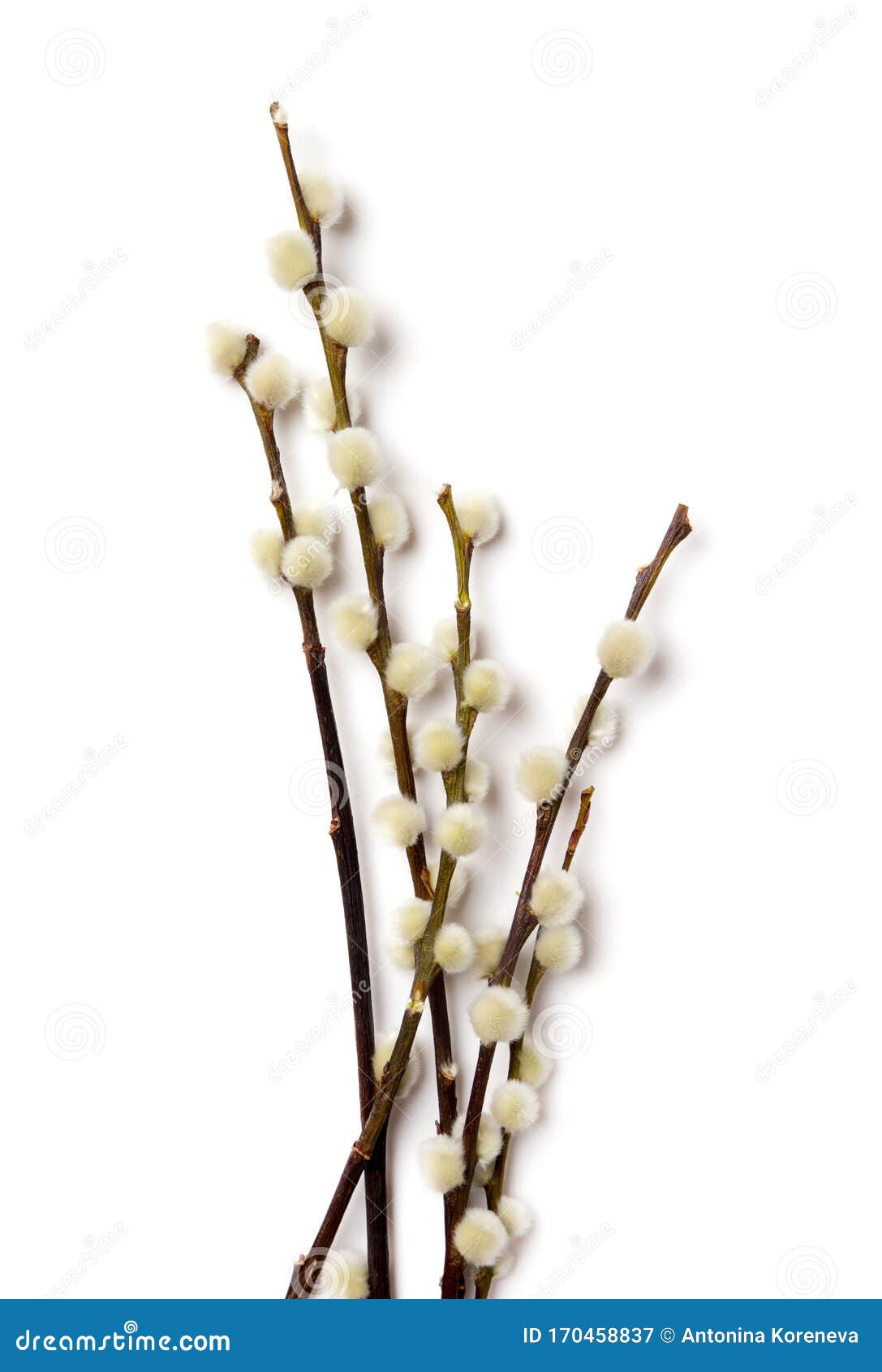 Easter Branch of Willow Isolated on White Stock Image - Image of bush ...