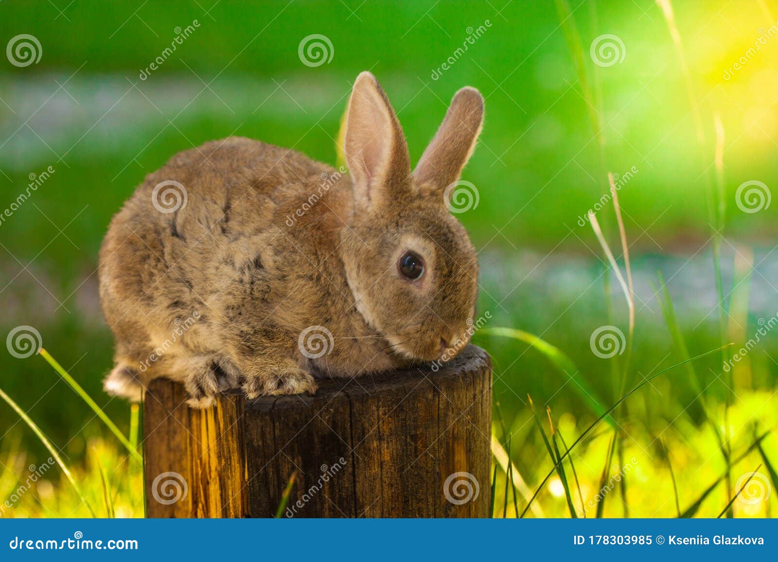Easter Bright Little Bunny. on the Grass Stock Image - Image of fluffy ...
