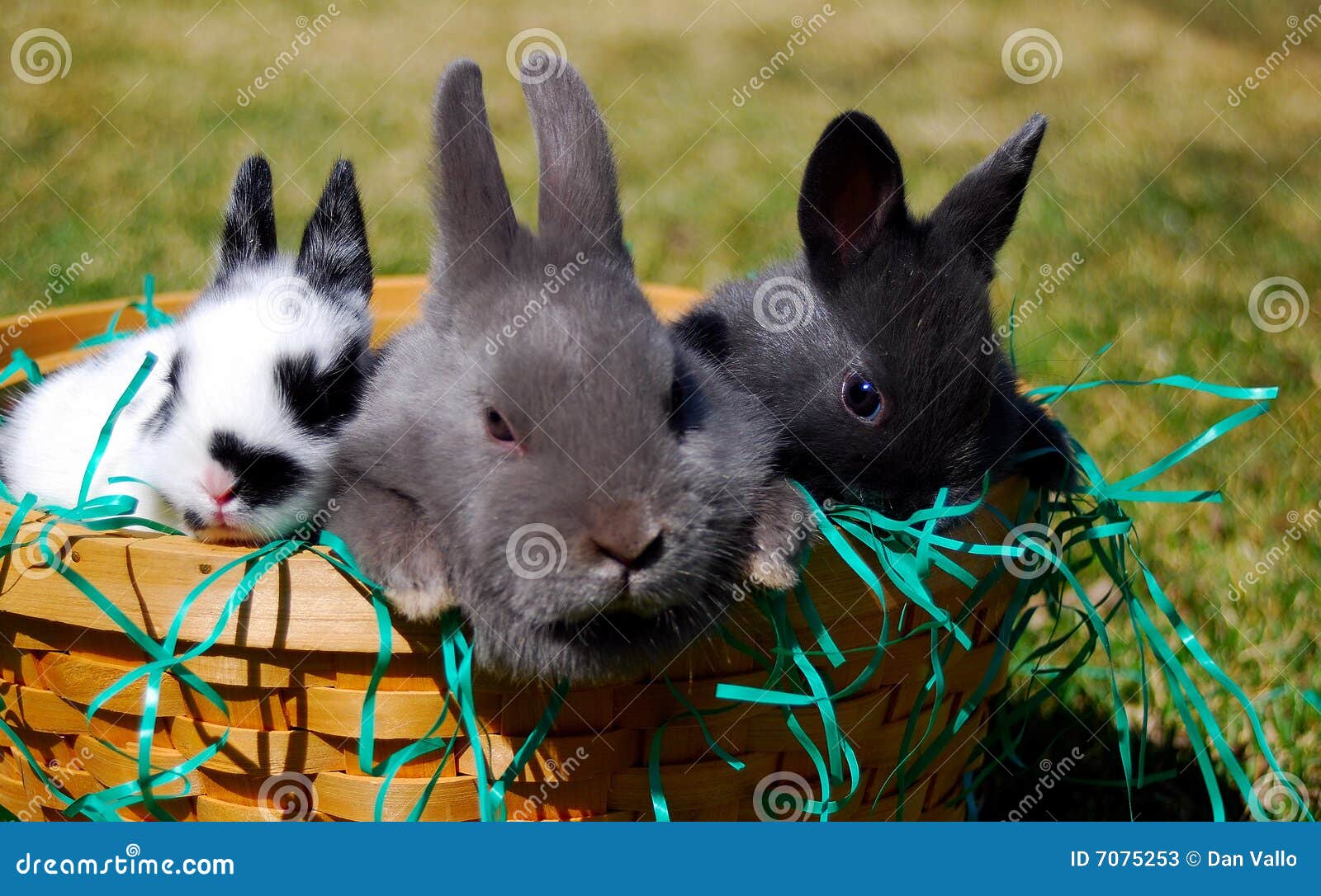 Litter Rabbits Stock Photos - Free & Royalty-Free Stock Photos from ...