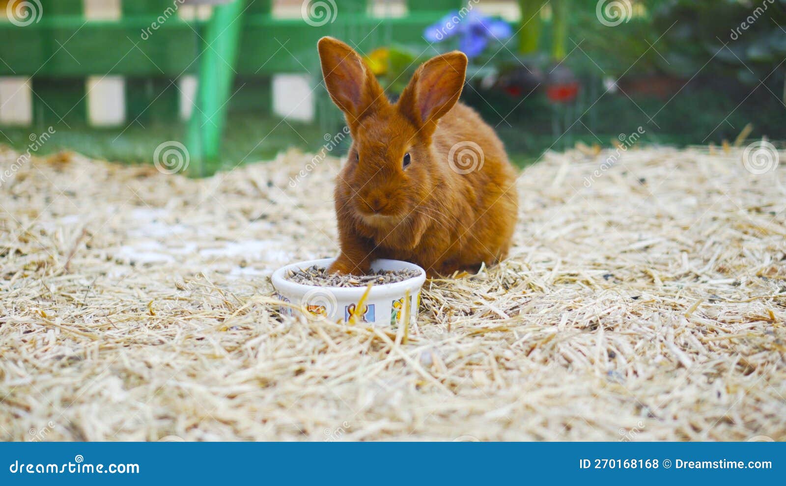 Easter Bunnies in the Paddock Stock Photo - Image of rabbit, domestic ...