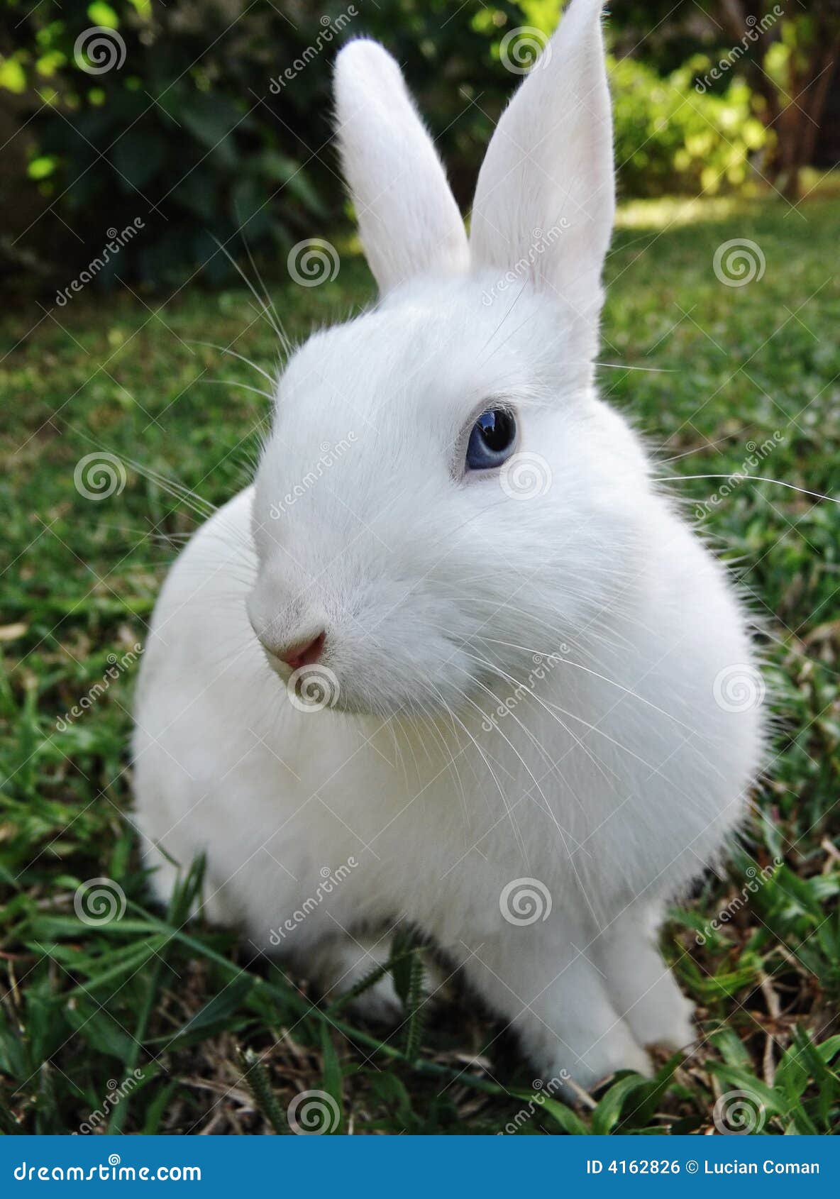 White Dwarf Rabbit Blue Eyes