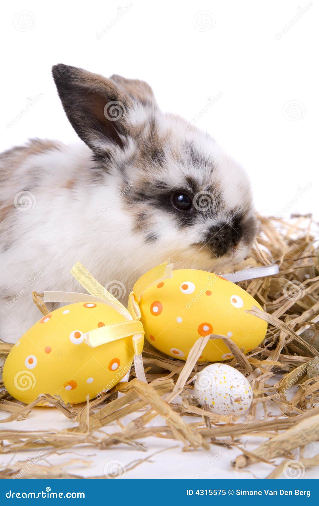 Easter bunny stock image. Image of holiday, bunnies, eggs - 4315575