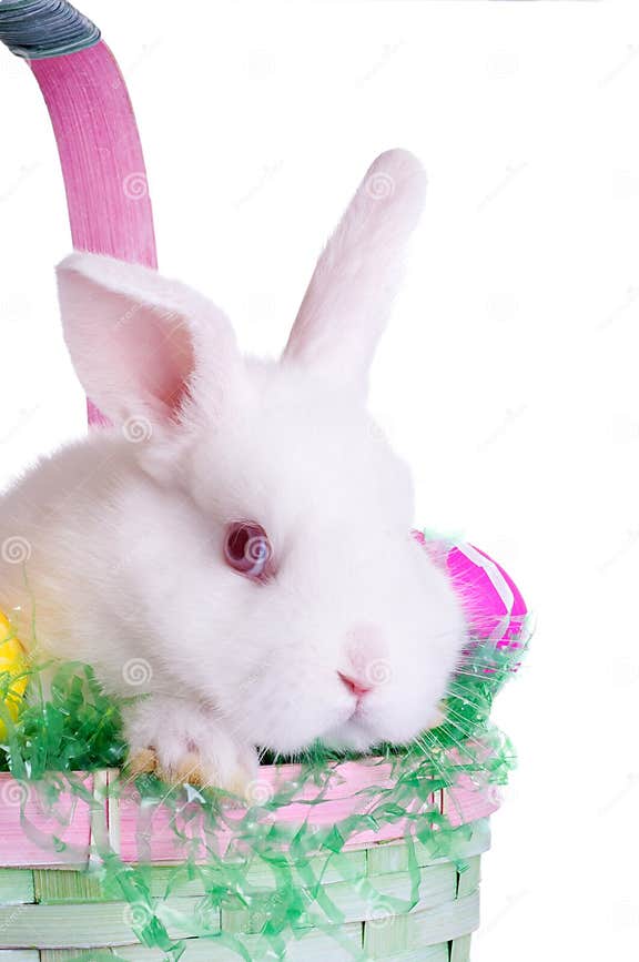 Easter Bunny stock photo. Image of easter, bunnie, eyes - 4516226