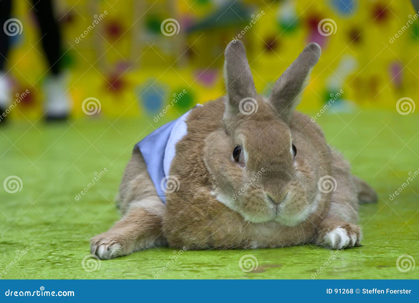 Fat Cute Rabbits Group Rabbit Family Many Species Fluffy Hair Long