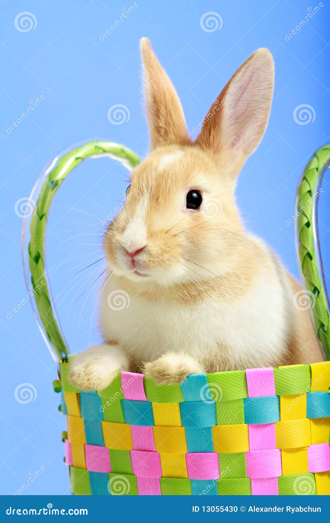 Easter bunny in a basket stock photo. Image of beige - 13055430