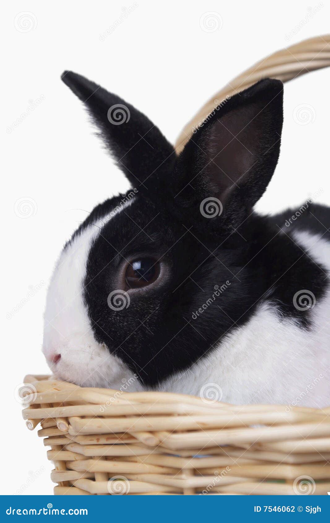 Easter bunny in basket stock photo. Image of blue, festival - 7546062