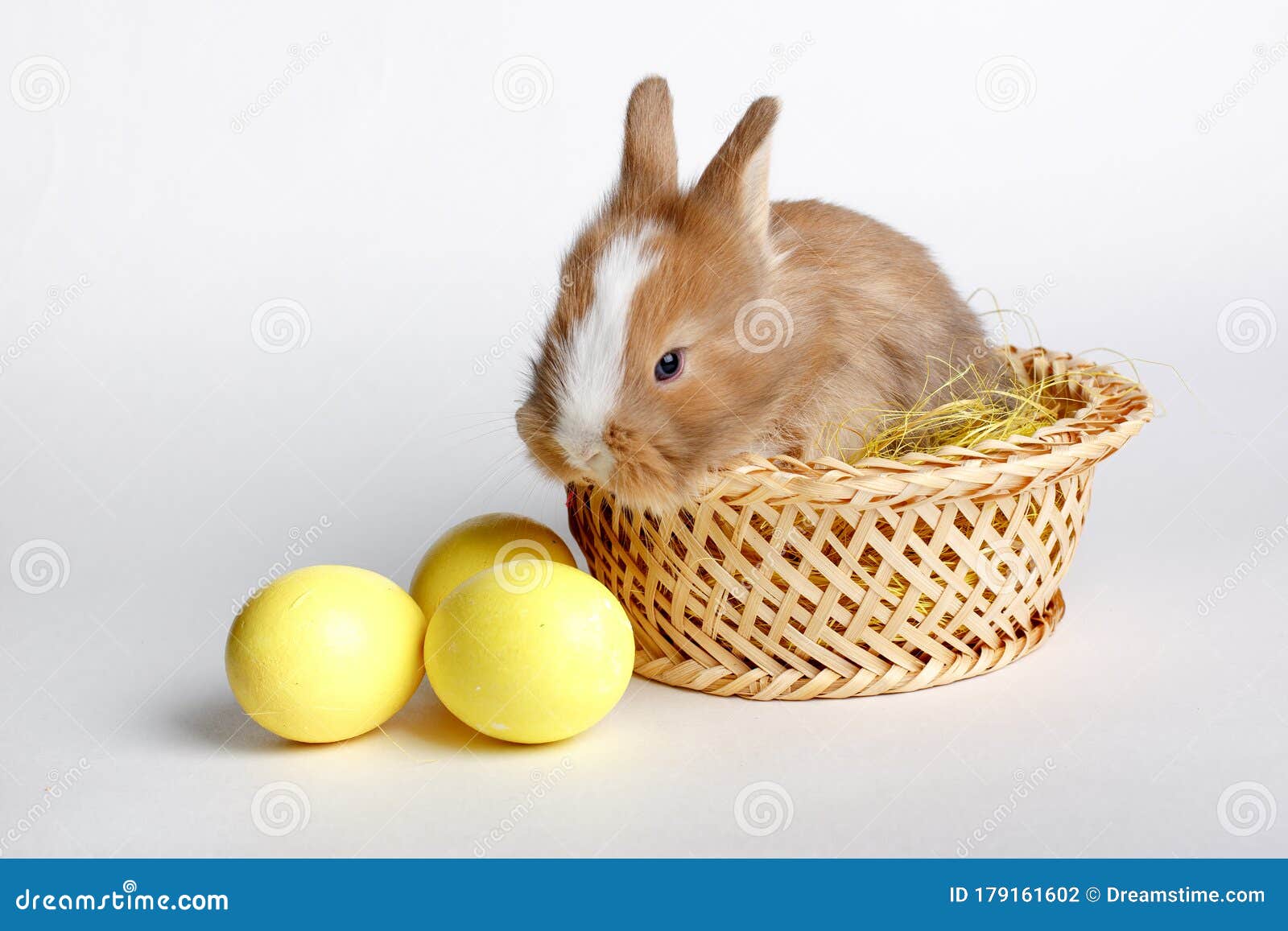 Cute Easter Bunny in a Basket with Eggs Isolated on a White Background ...
