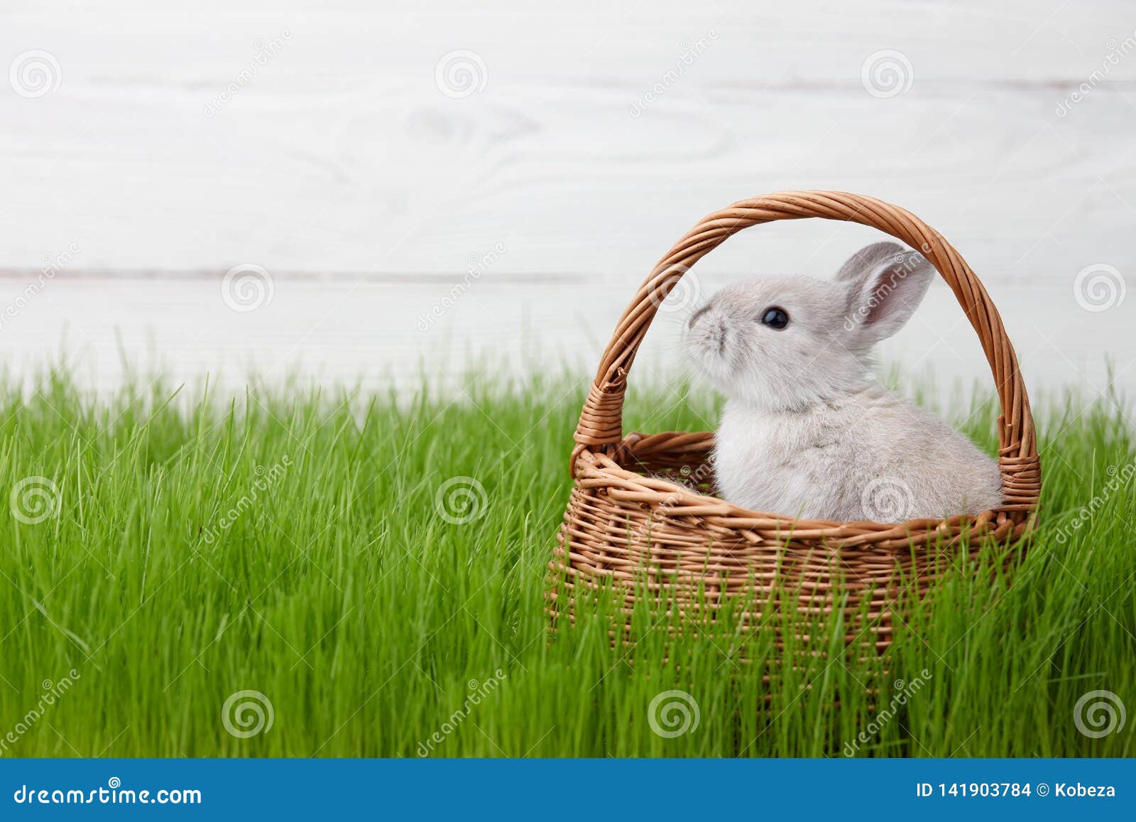 Easter Bunny in Basket on Grass Background Stock Photo - Image of ...