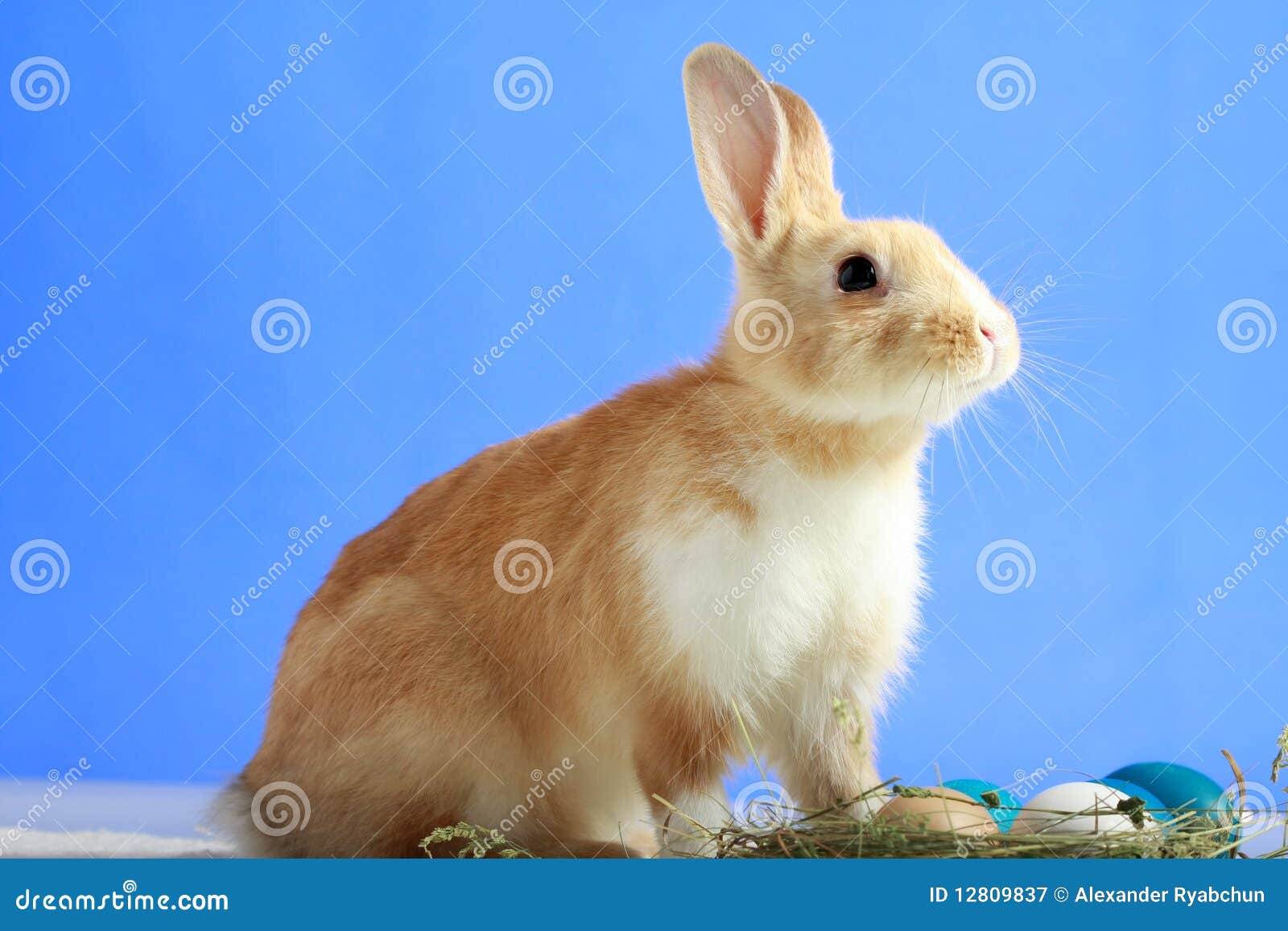 Easter Bunny on Blue Background Stock Image - Image of dwarf, domestic ...