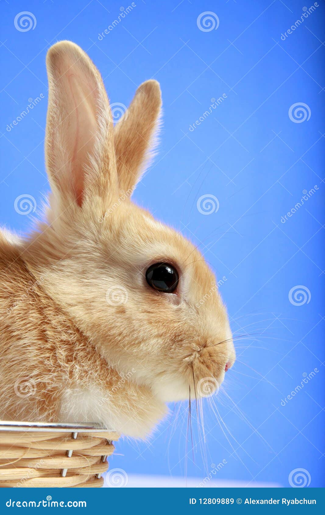 Easter Bunny on Blue Background Stock Image - Image of beige, beauty ...