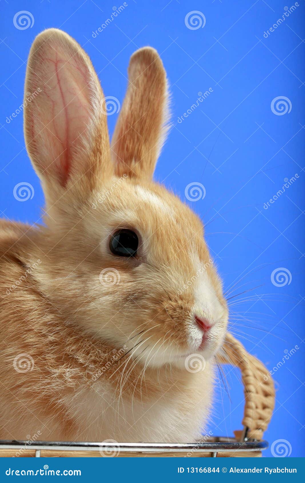 Easter Bunny on Blue Background Stock Photo - Image of cute, mammal ...