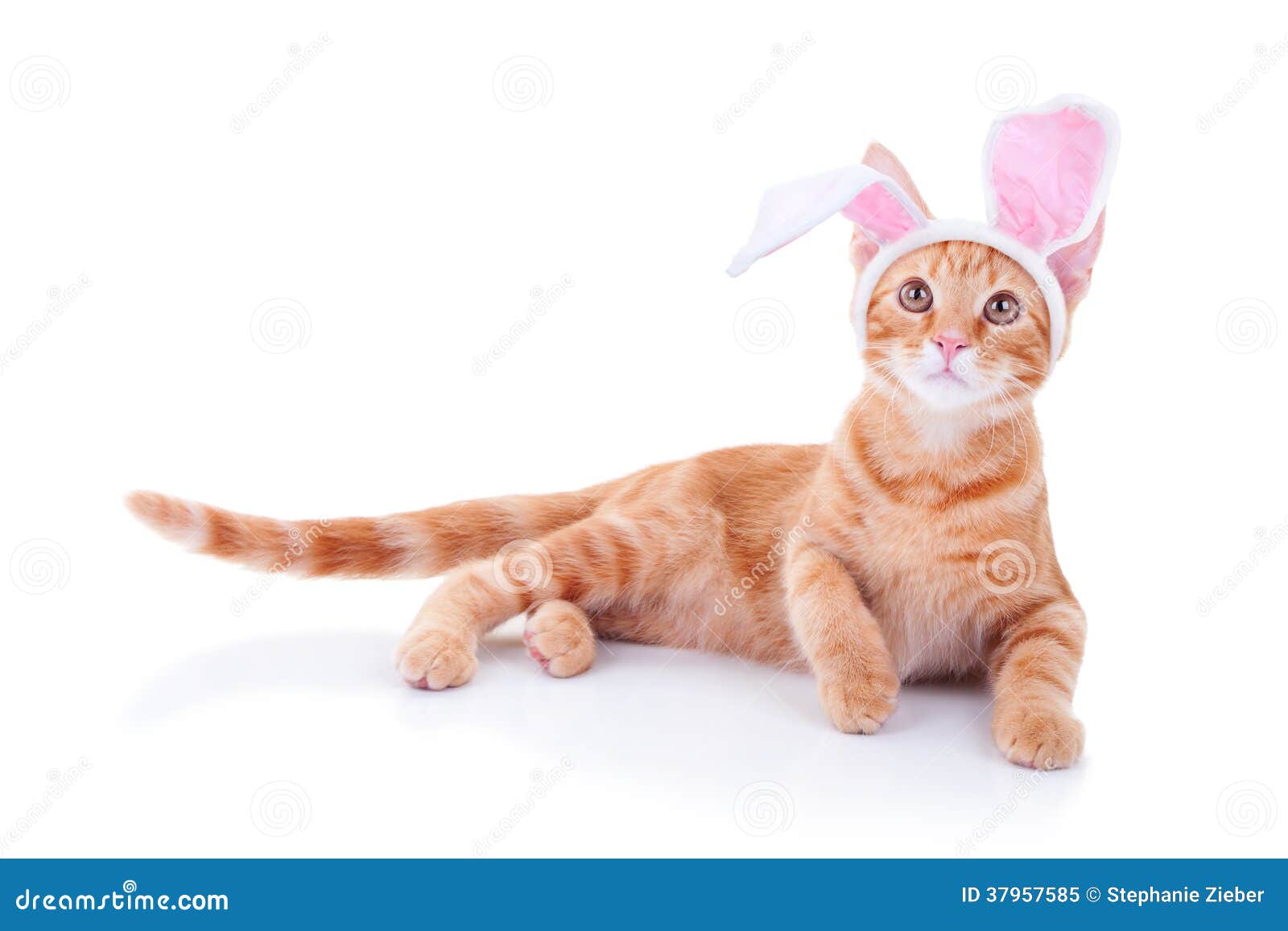 Easter Bunny Ears For Cats at Elmer Pritchard blog