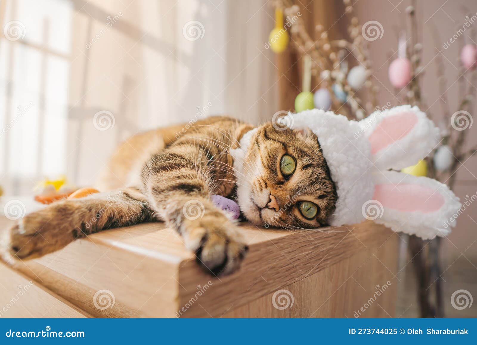 Easter Bunny Cat in Bunny Ears Lying on the Bedside Table. Stock Image ...
