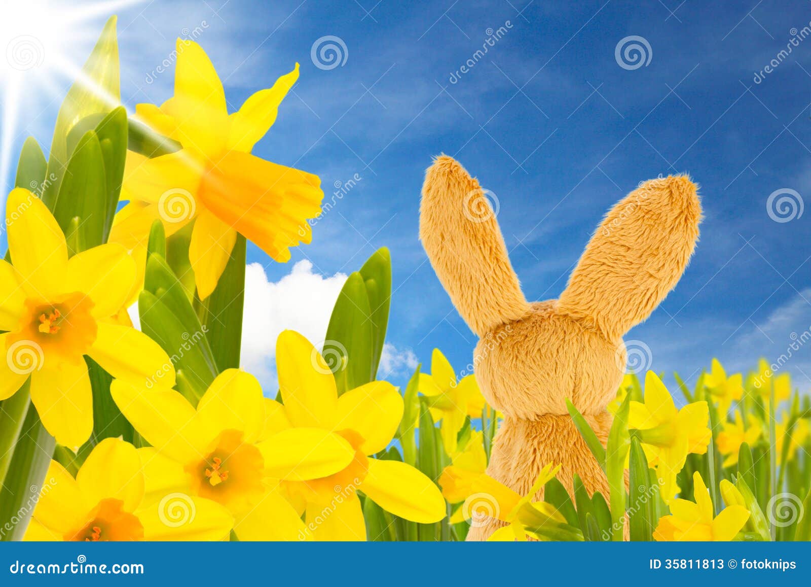 Easter bunny and daffodils stock image. Image of blue - 35811813