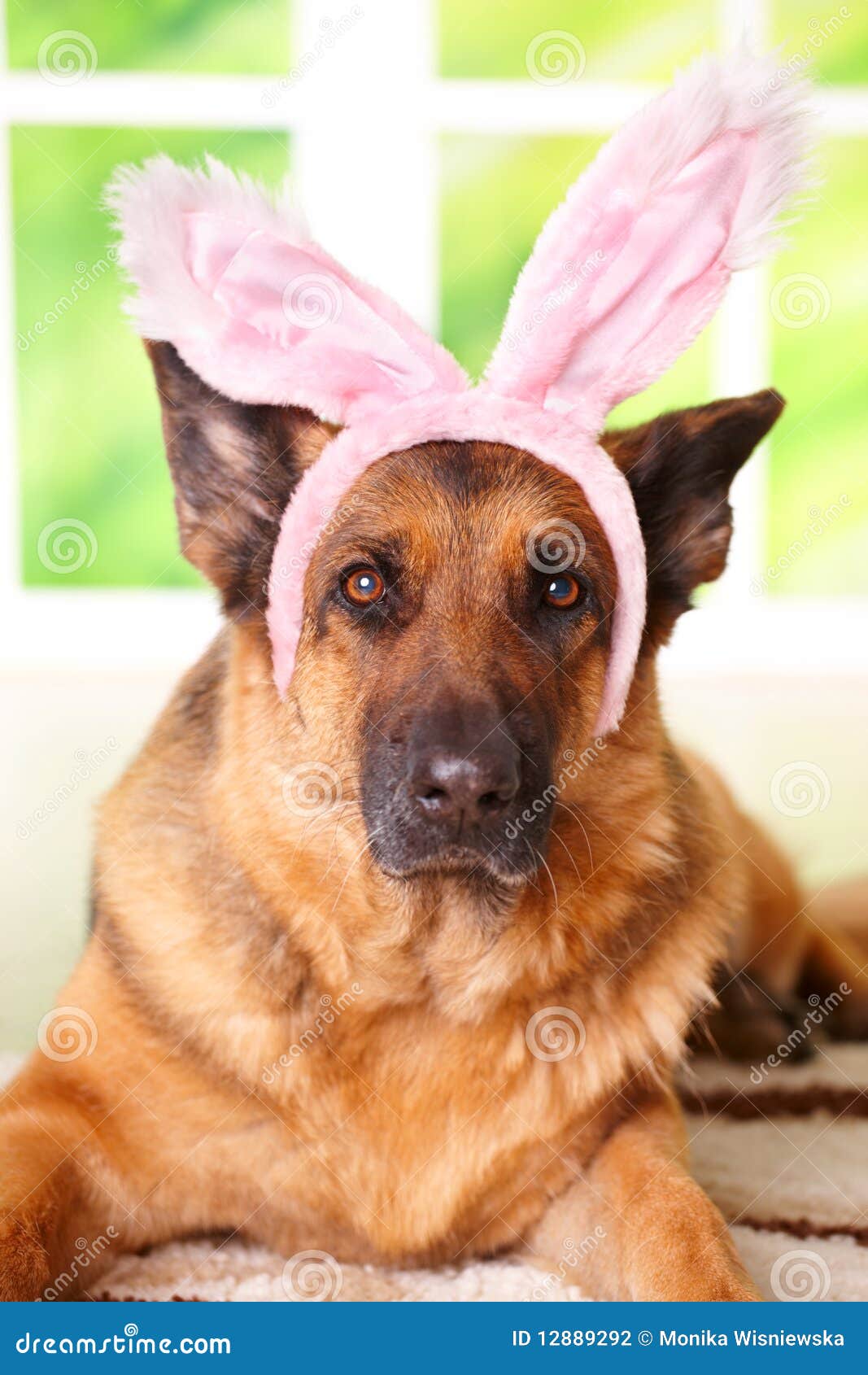 How Old Is Bunny The Dog