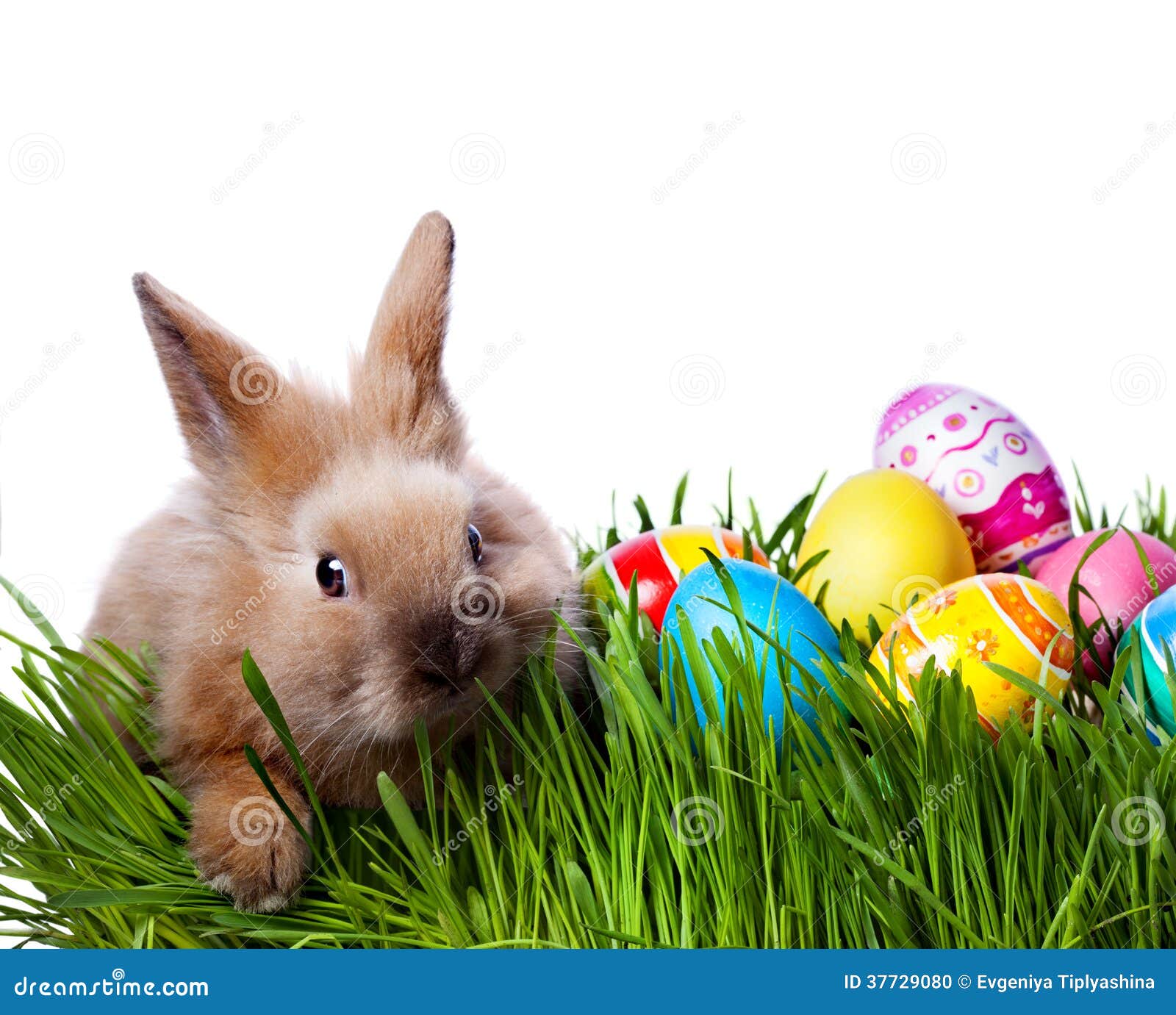 Easter Bunny and Easter Eggs Stock Photo - Image of farm, colorful ...