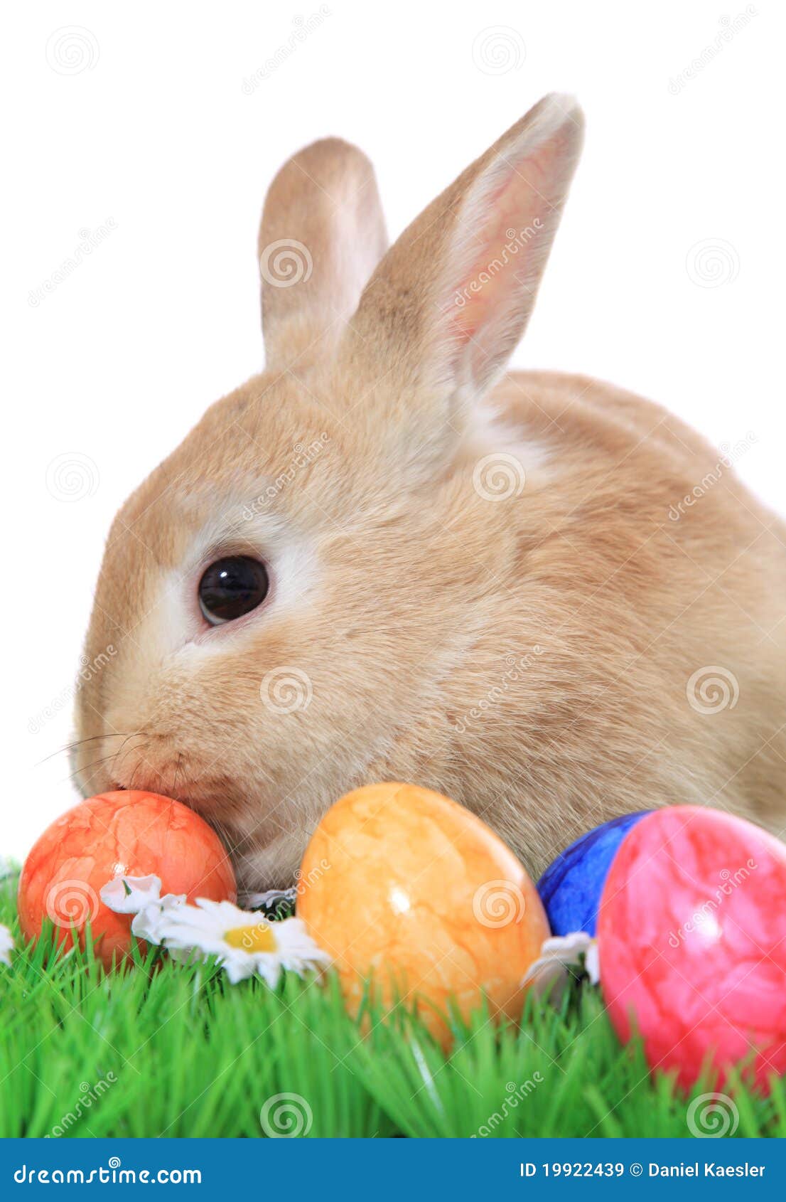 Easter Bunny with Easter Eggs on Grass Stock Image - Image of bunny ...
