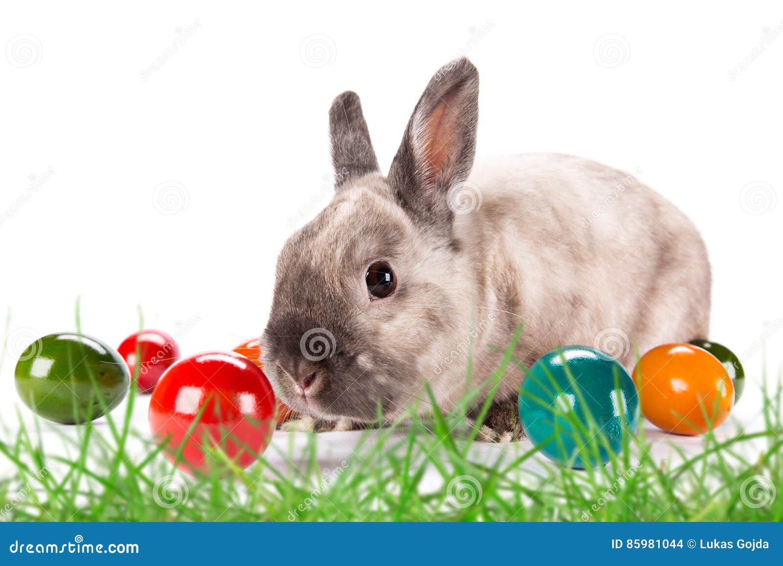 Easter Bunny and Easter Eggs on Green Grass Stock Photo - Image of ...