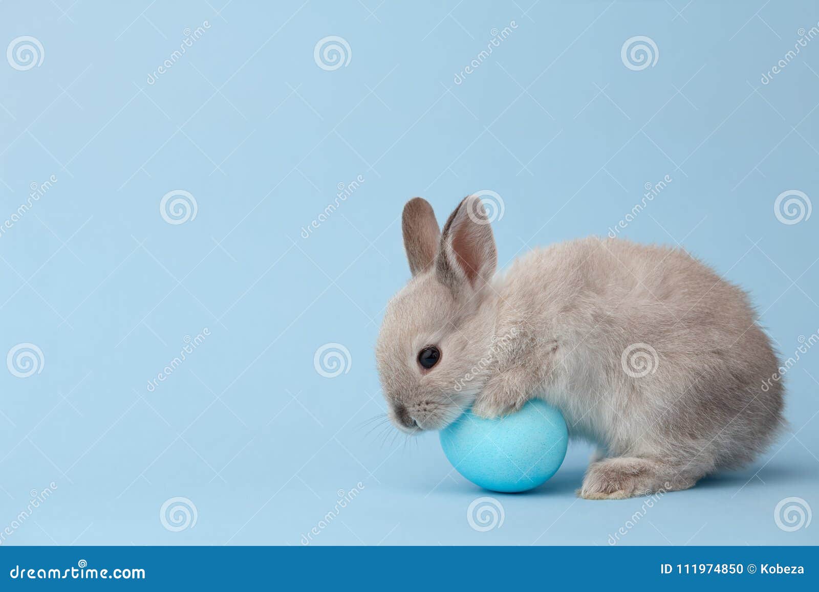 Easter Bunny with Egg on Blue Background Stock Photo - Image of bunny ...
