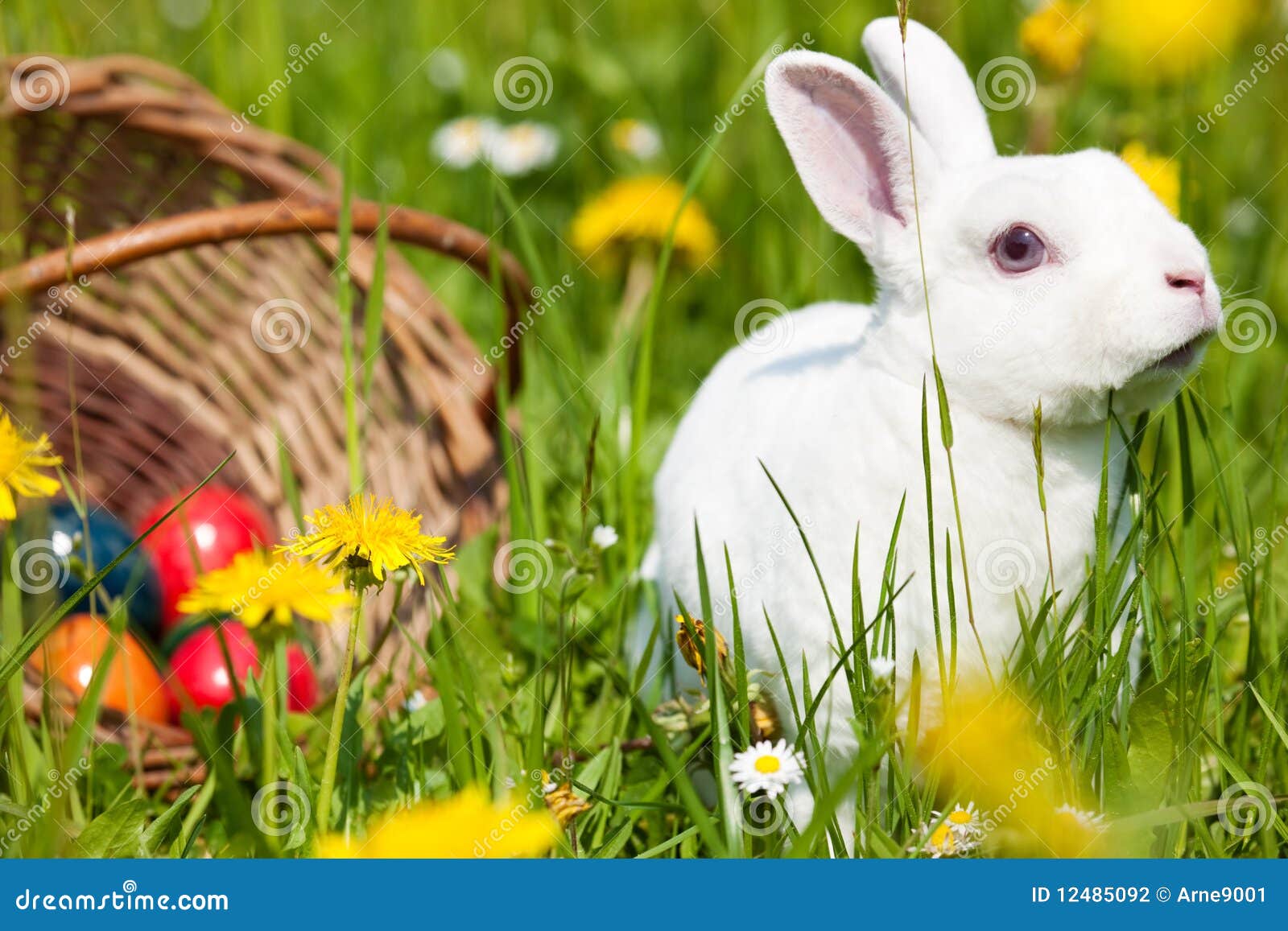 Easter Bunny with Eggs in Basket Stock Photo - Image of hide, tradition ...