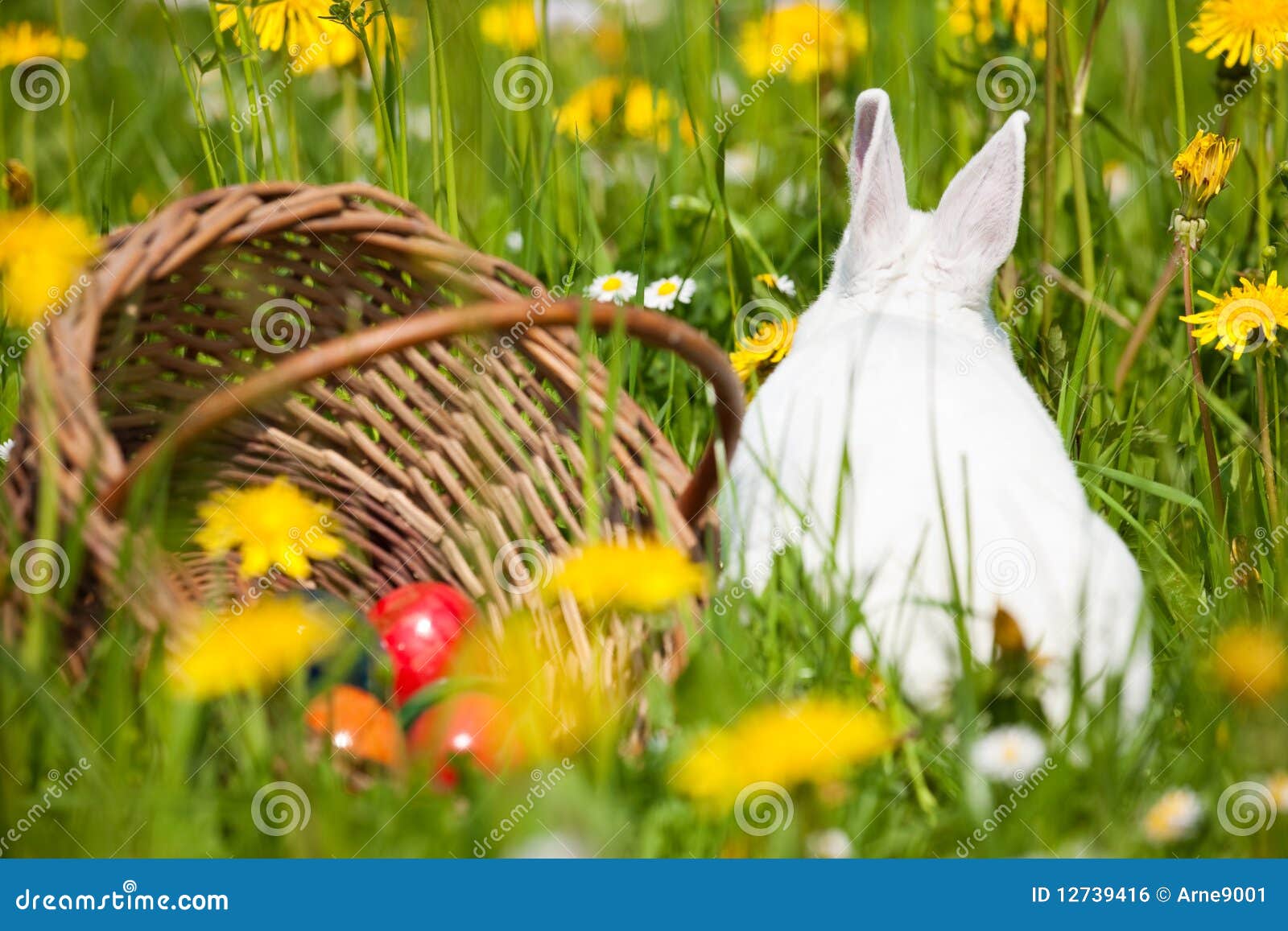 Easter Bunny with Eggs in Basket Stock Photo - Image of easter, hidden ...