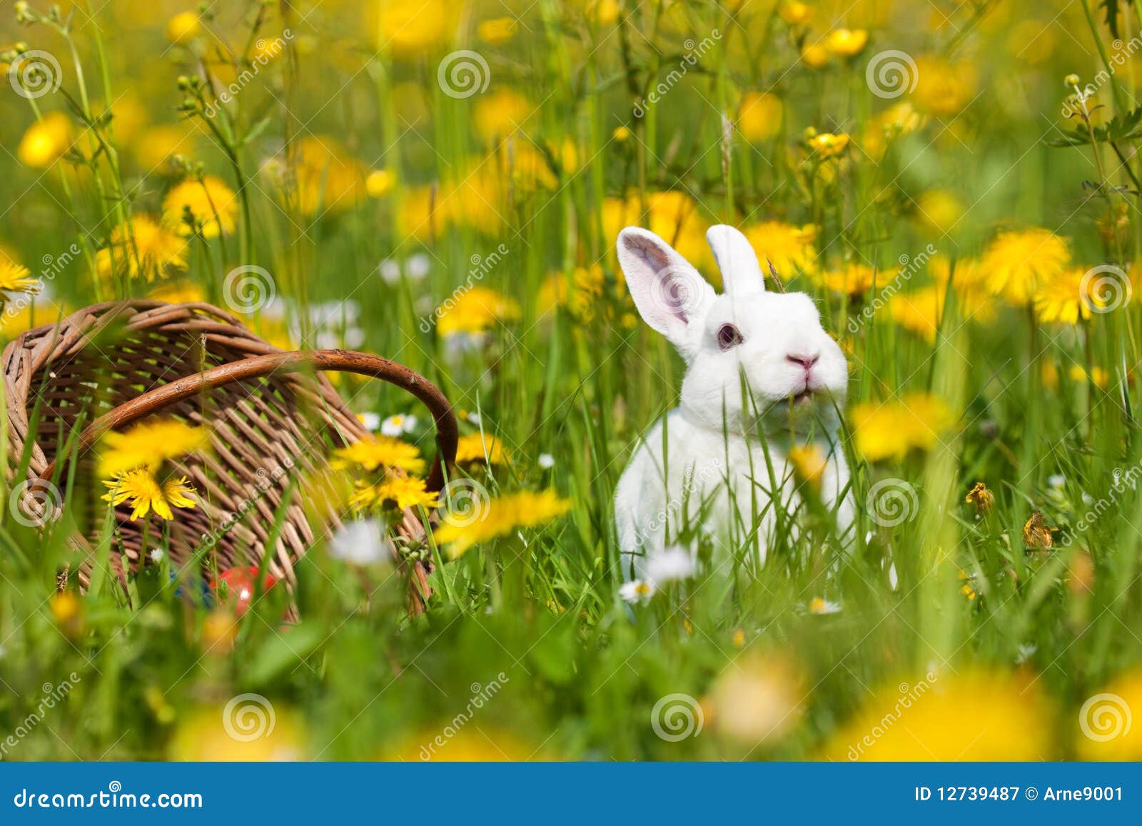 Easter Bunny with Eggs in Basket Stock Image - Image of outdoors ...