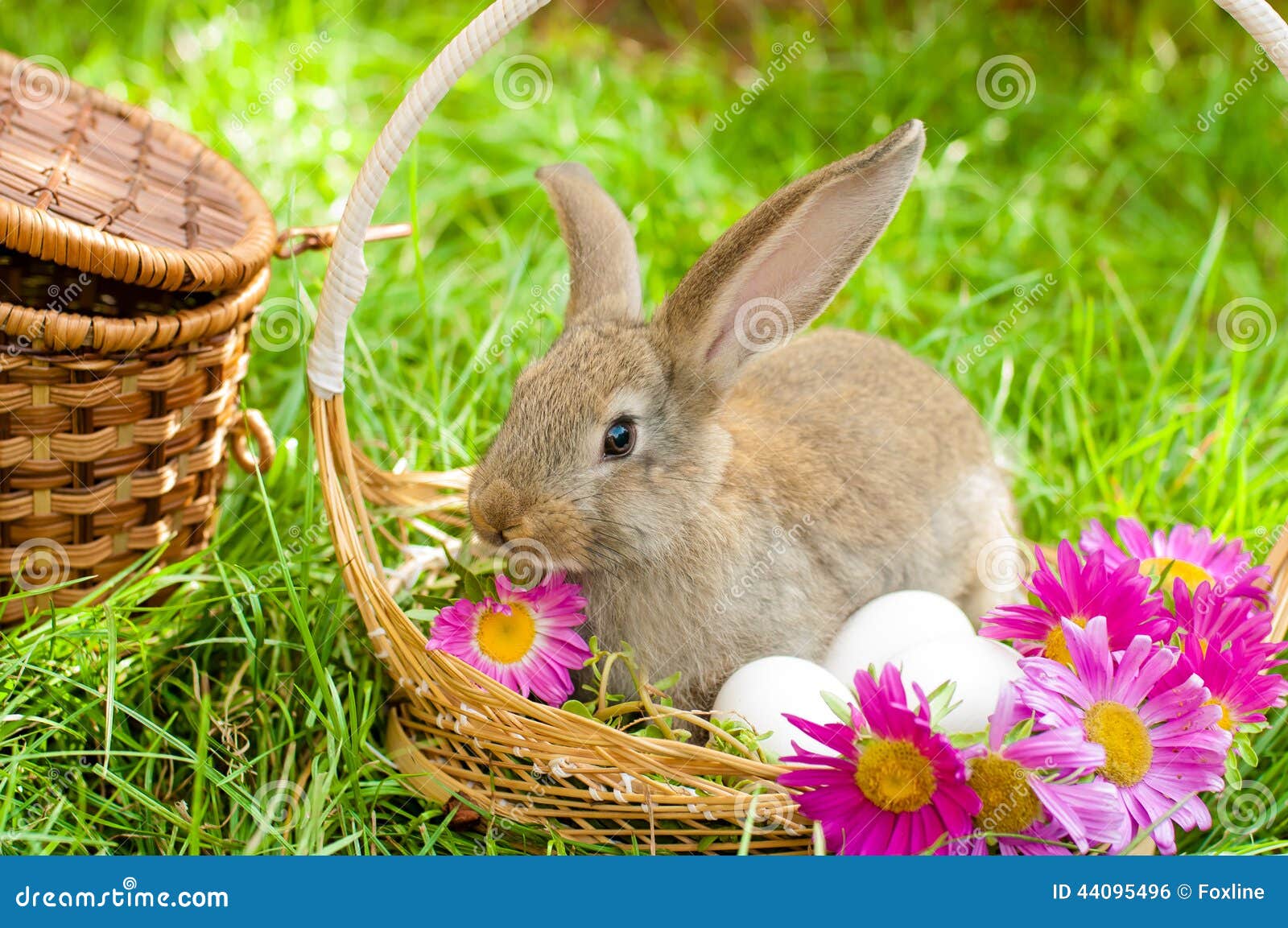 Easter Bunny with Eggs in Basket Stock Photo - Image of dandelion ...