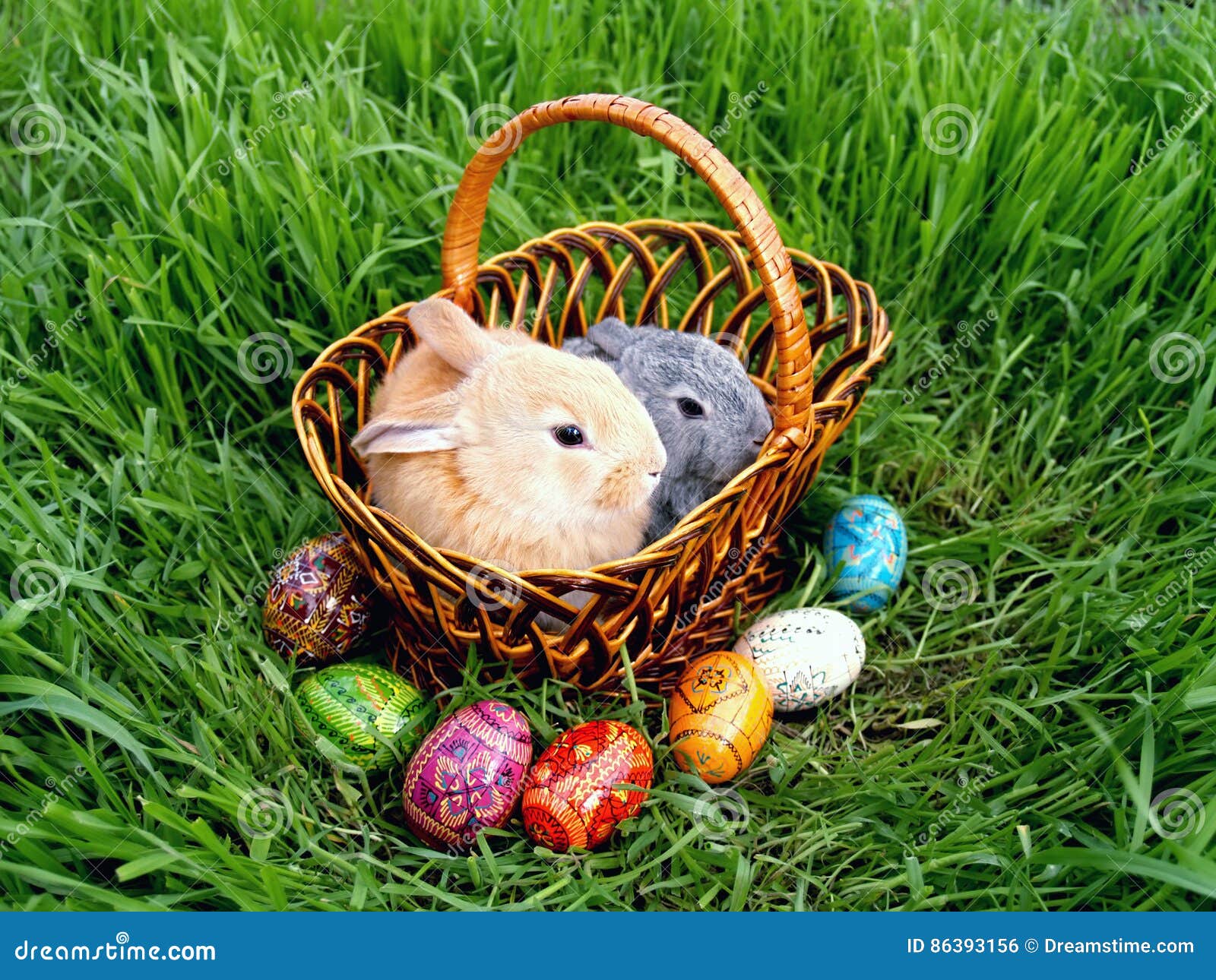 Easter Bunny Eggs on Green Grass Stock Photo - Image of beautiful ...