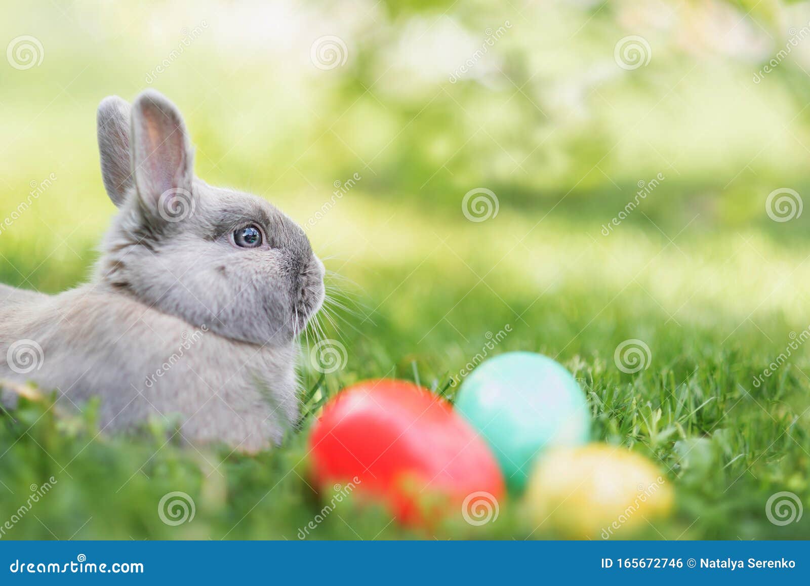 Easter Bunny and Easter Eggs on Spring Green Grass. Cute Rabbit Stock ...