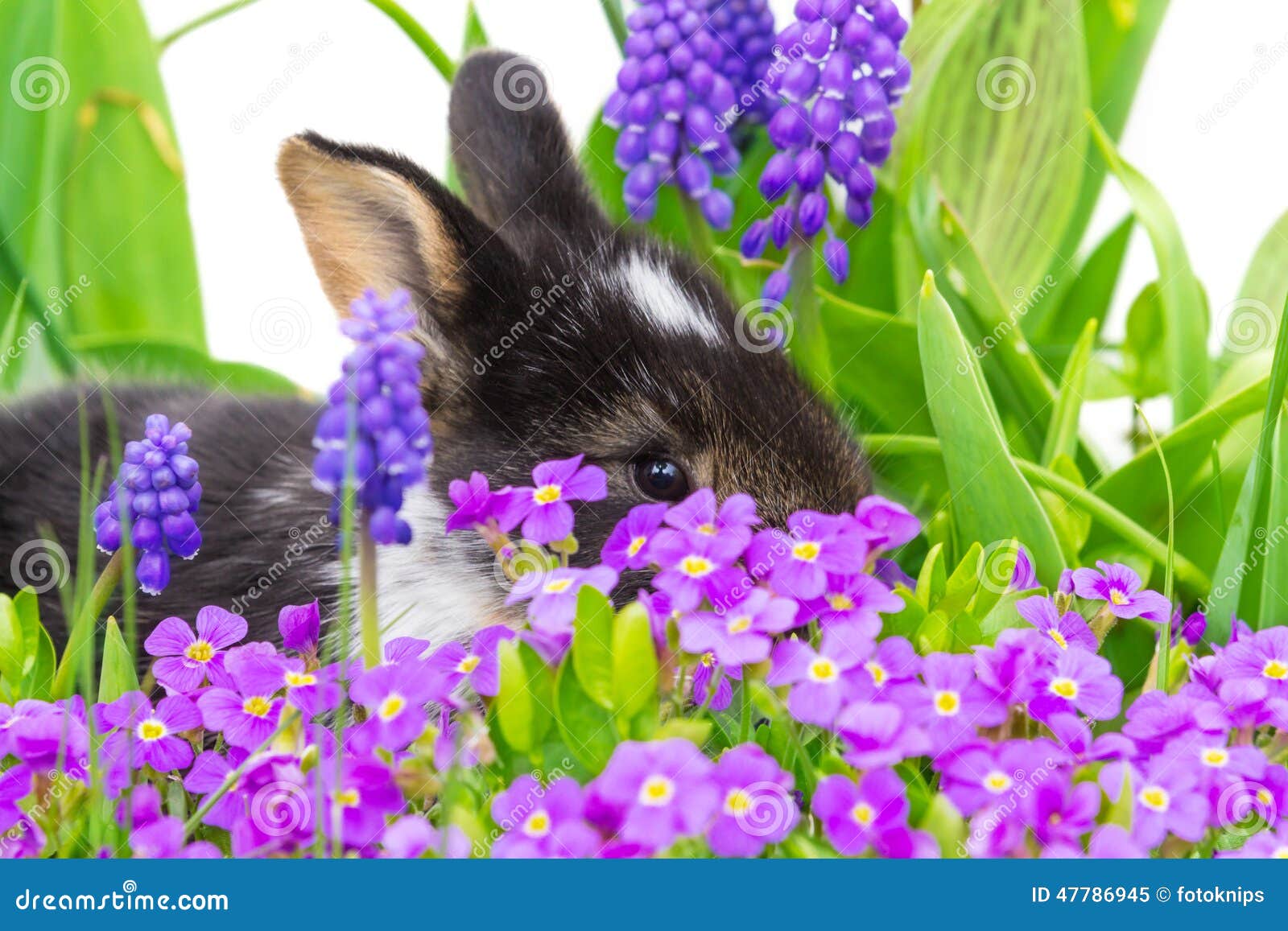 Easter bunny, flowers stock image. Image of easter, happy - 47786945