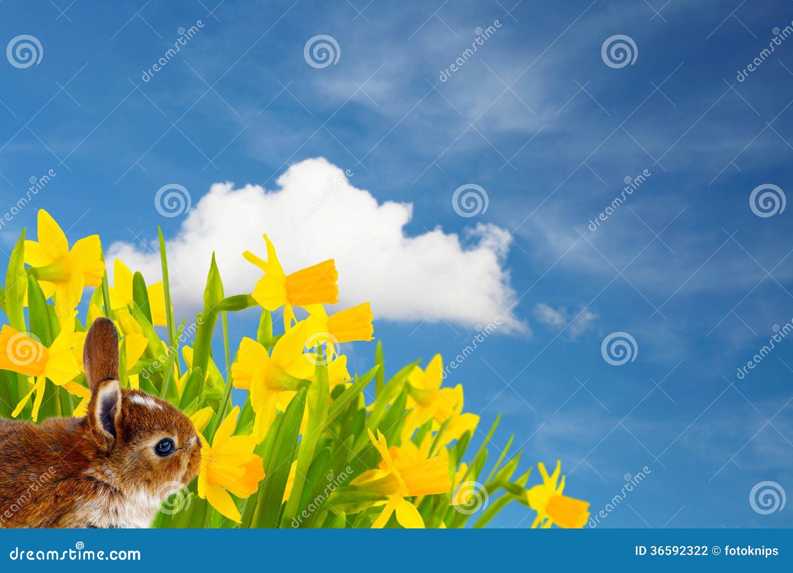 Easter Bunny in Front of Daffodils Stock Photo - Image of daffodils ...