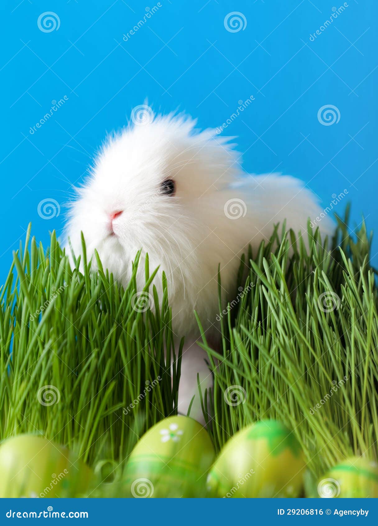 Easter Bunny is in the Grass Stock Photo - Image of chucky, downy: 29206816