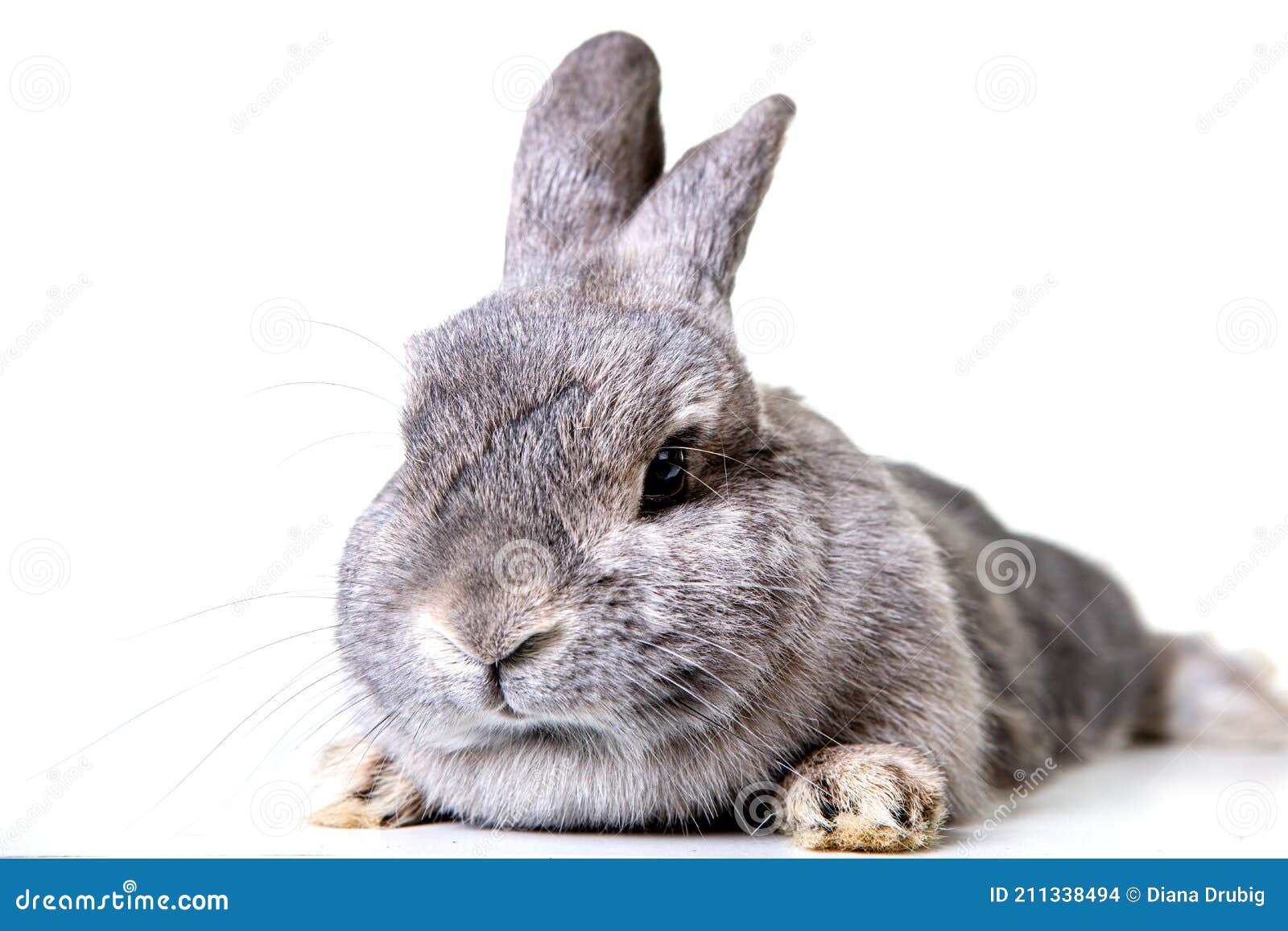 Easter Bunny with Gray Fur and Floppy Ears, Dwarf Ram, Dwarf Rabbit ...