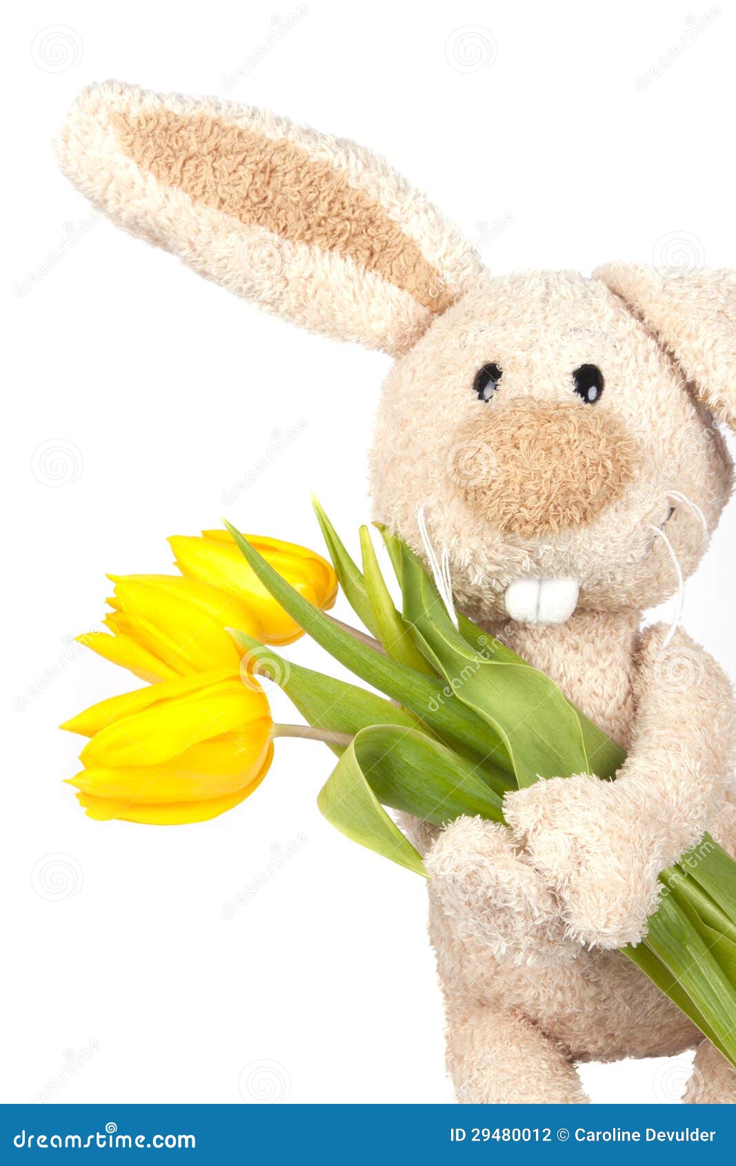 Easter Bunny Holding Tulips Stock Photo - Image of mammal, background ...