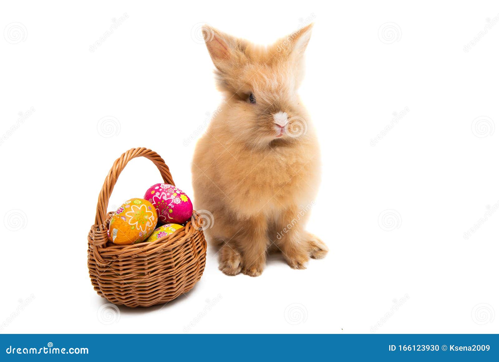 Easter bunny isolated stock photo. Image of pretty, studio - 166123930