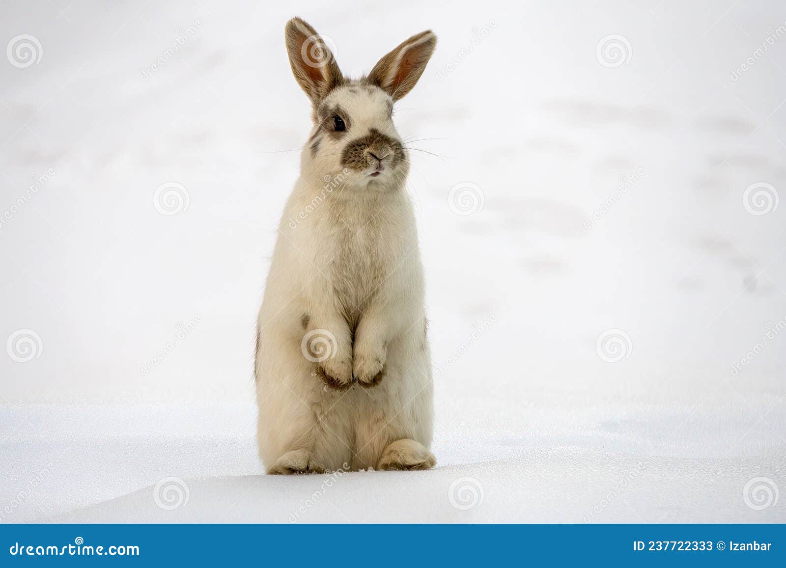Easter Bunny Isolated on White Snow Stock Image - Image of animal ...