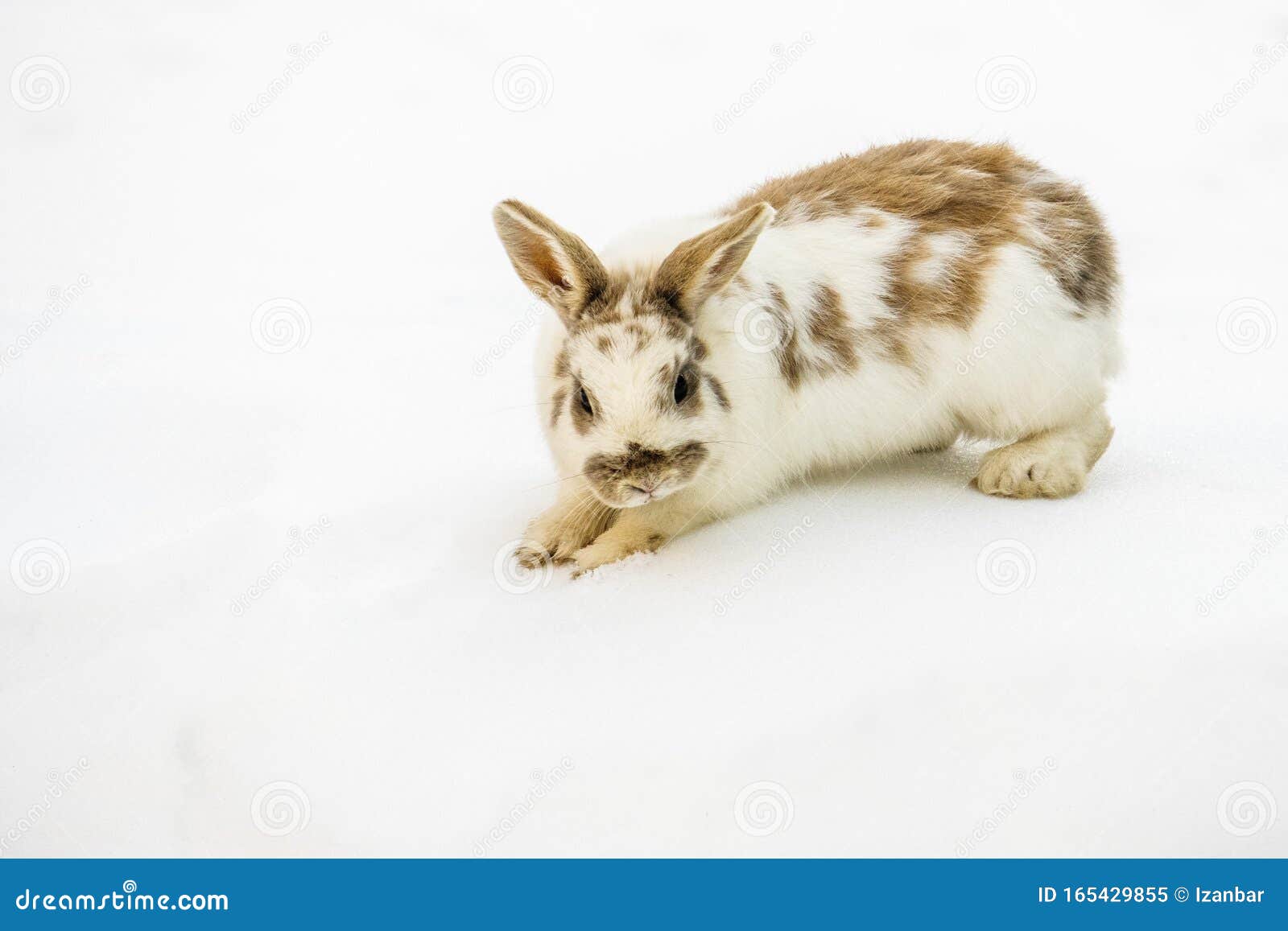 Easter Bunny Isolated on White Snow Stock Image - Image of mammal ...