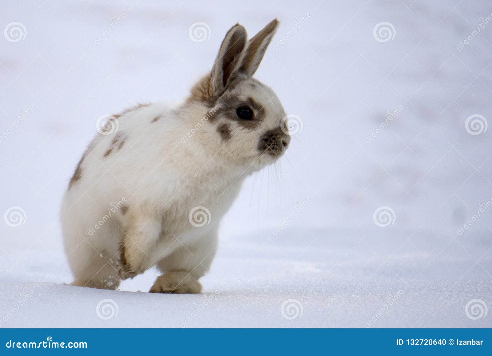 Easter Bunny Isolated on White Snow Stock Photo - Image of bunny, color ...