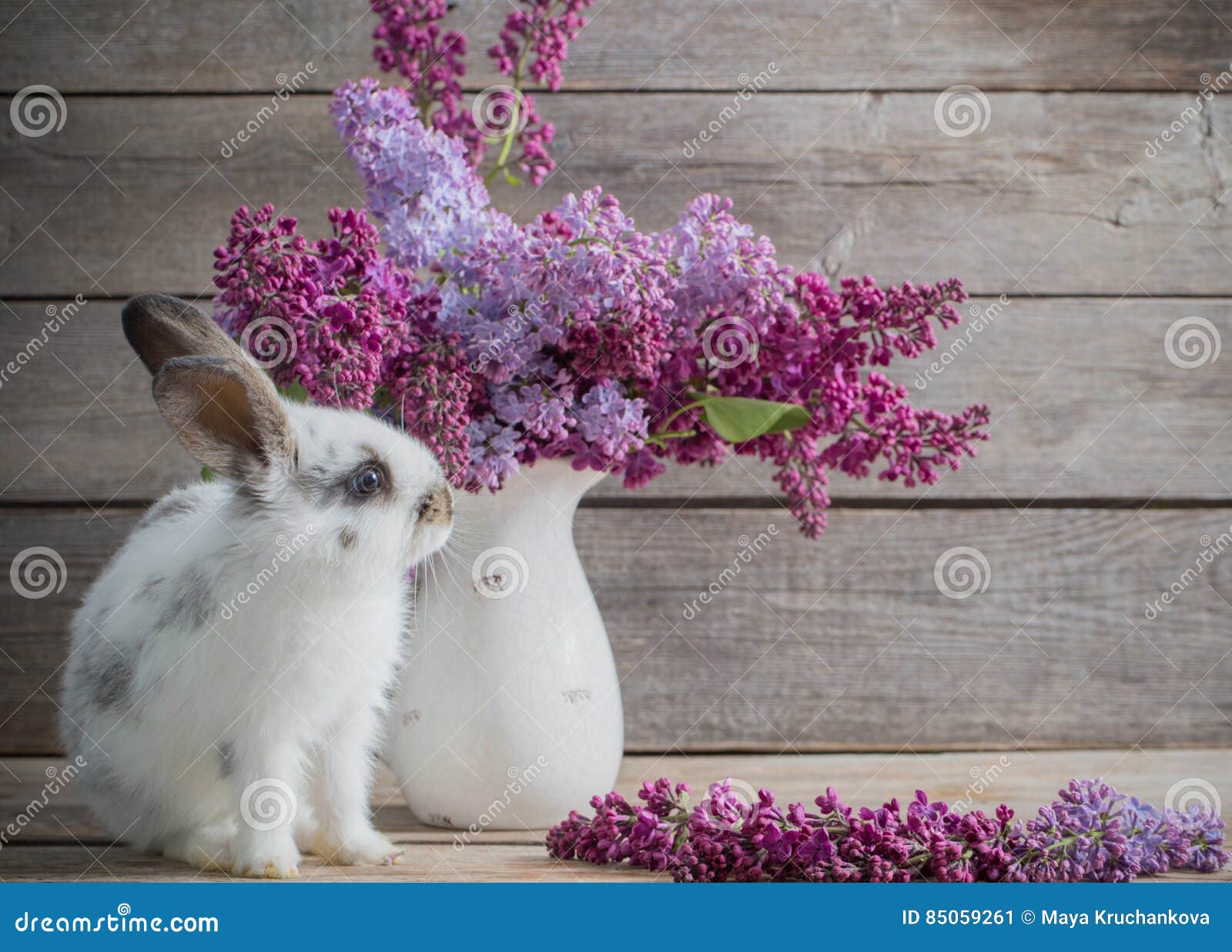 Easter bunny with lilac stock image. Image of beauty - 85059261