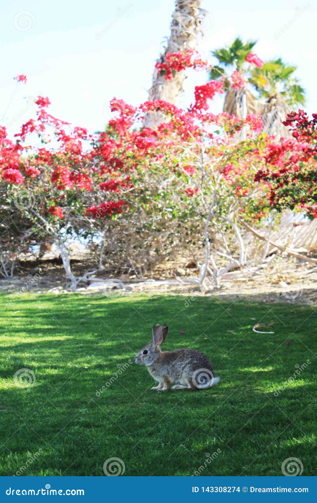 Easter Bunny Looking for Eggs Stock Photo - Image of blooming, bunny ...