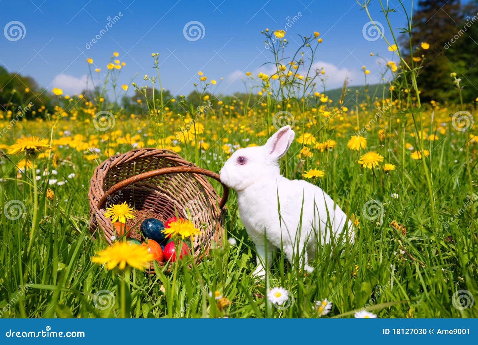 Easter Bunny on Meadow with Basket and Eggs Stock Photo - Image of ...